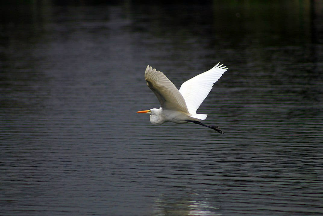 Festival Mundial de las Aves “Alas Metropolitanas” - Prensa Animal