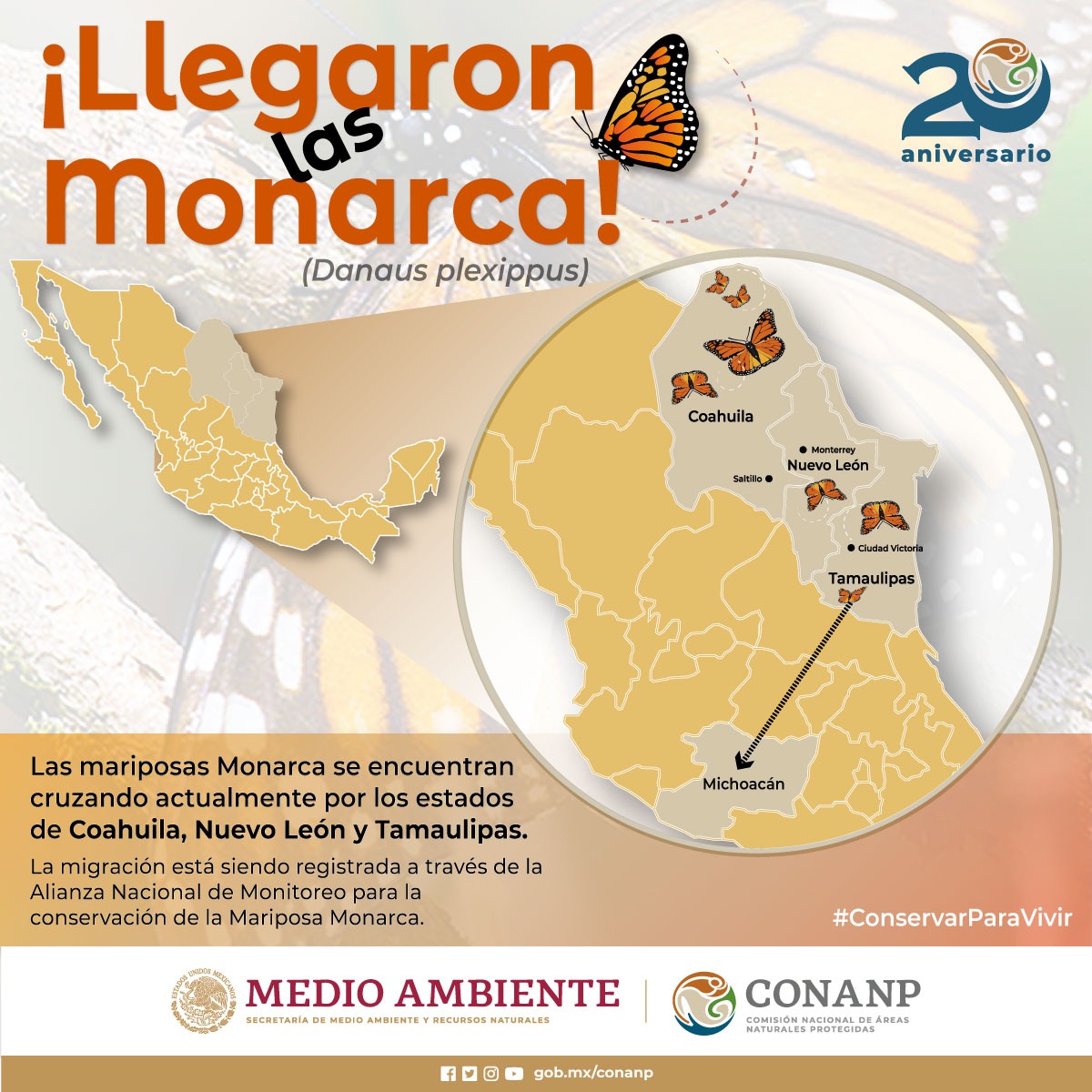 Llegan a México las primeras mariposas Monarca - Prensa Animal