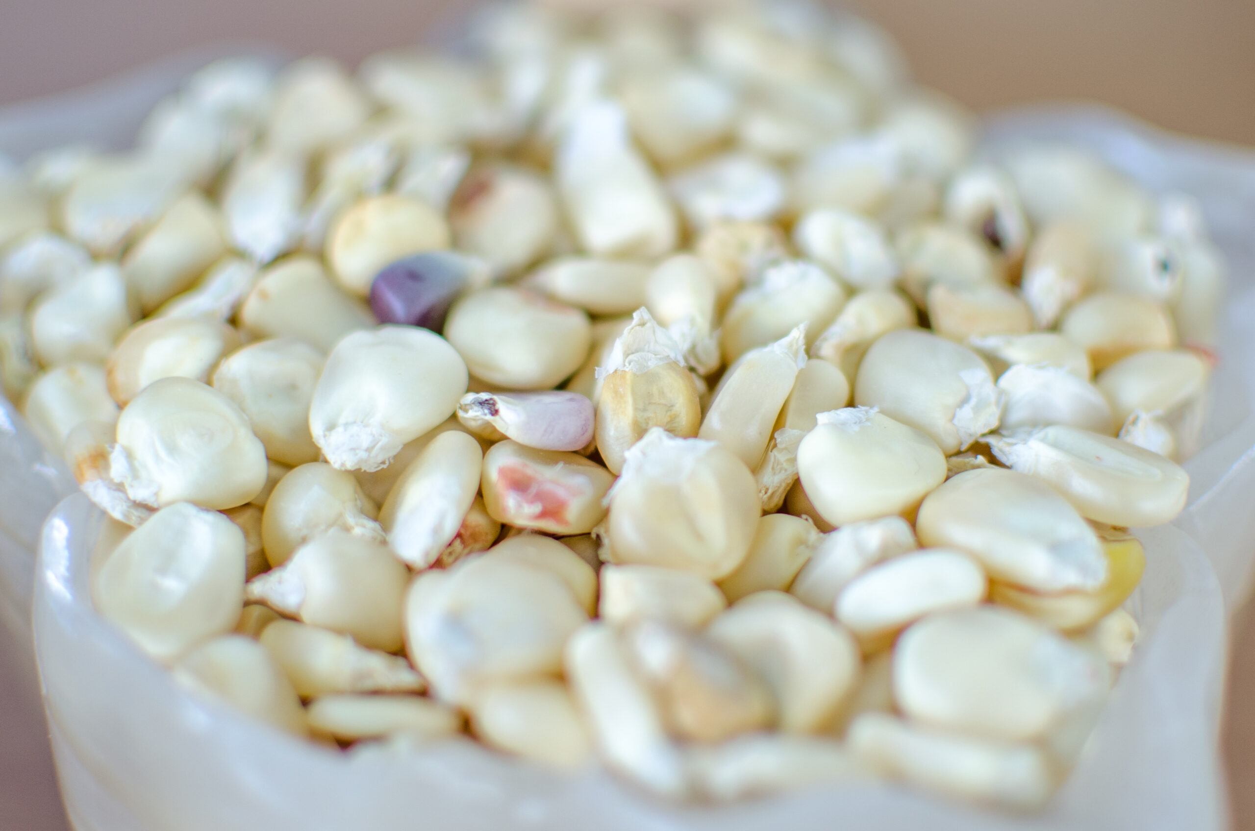 Activan esquemas de financiamiento para granos básicos - Prensa Animal