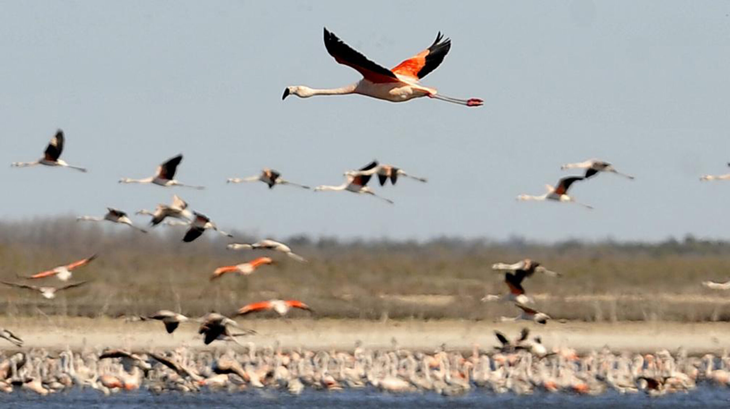 México: país predilecto para aves migratorias - Prensa Animal