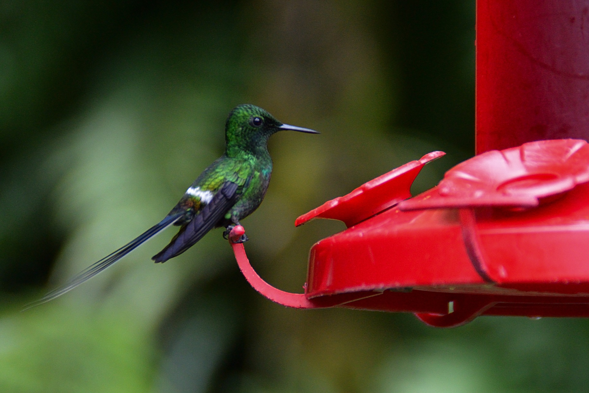 UNAM: al rescate del hábitat de colibríes - Prensa Animal