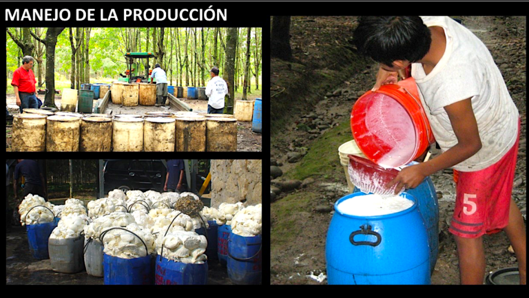 México importa 80% de hule natural - Prensa Animal