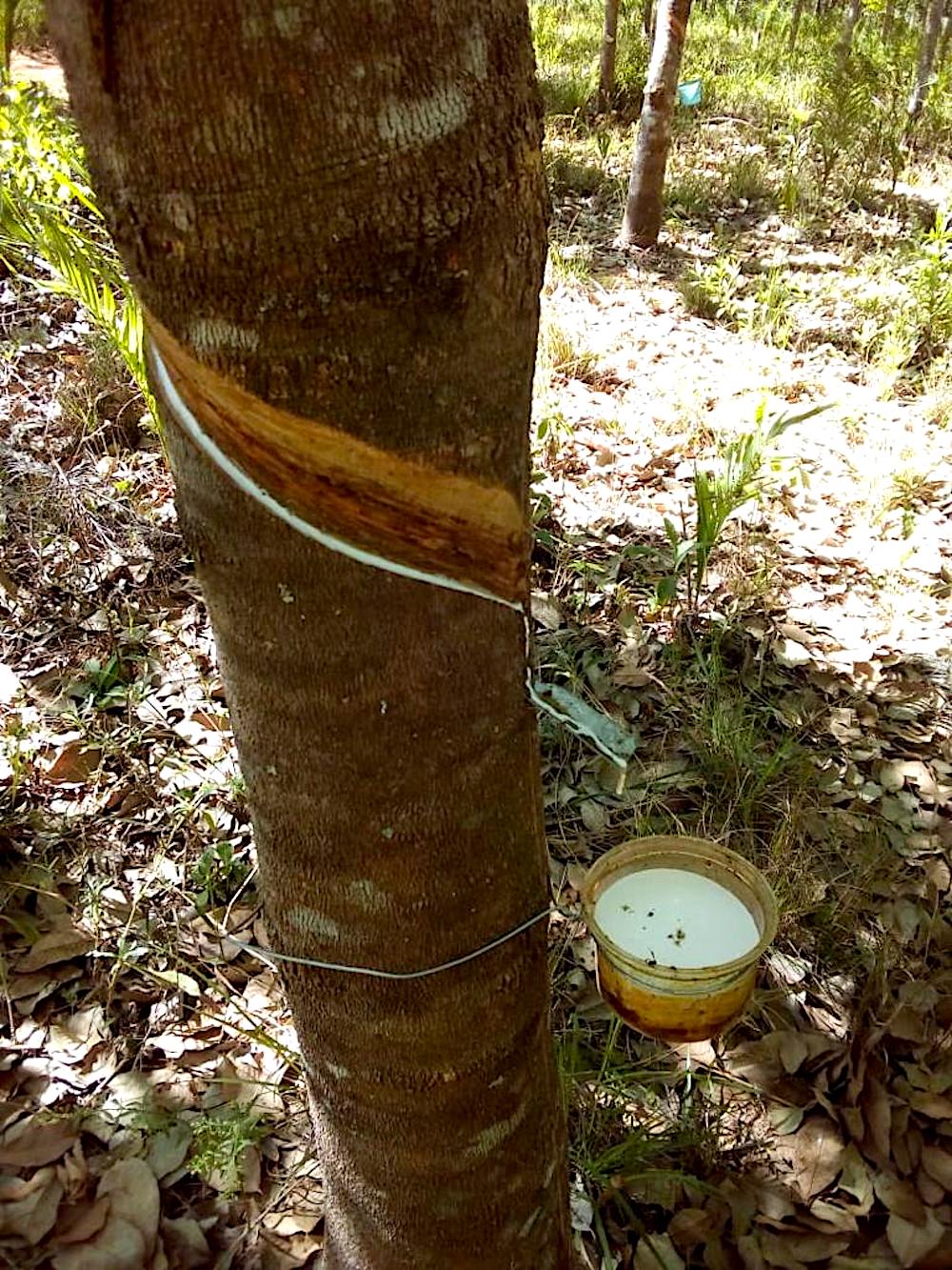 México importa 80% de hule natural - Prensa Animal