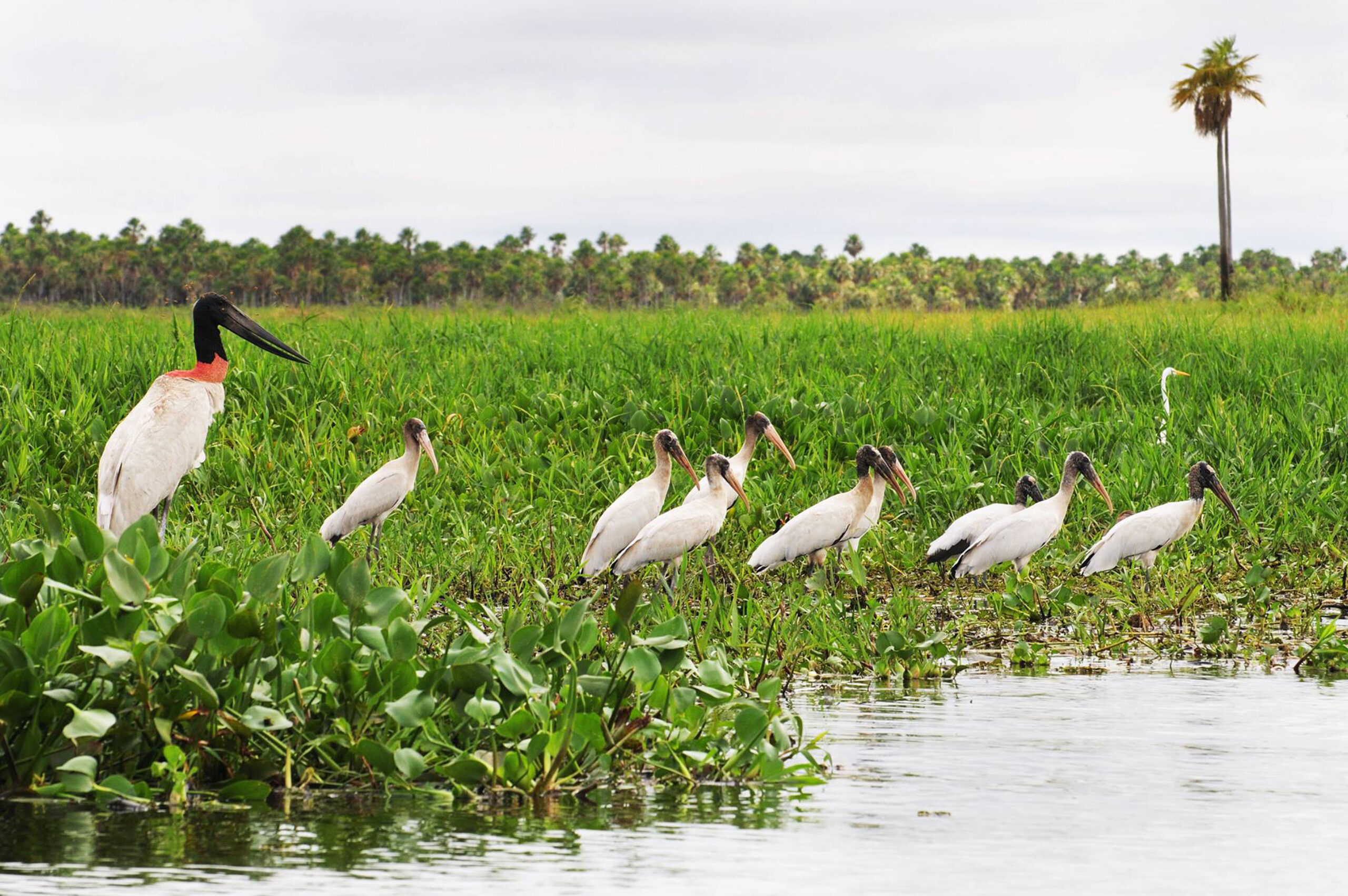 Humedales: solución idónea para mitigar cambio climático - Prensa Animal
