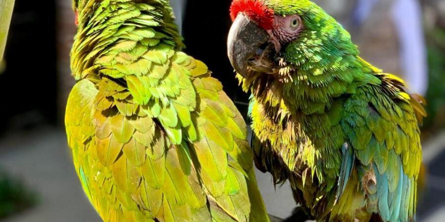 Crece presencia de especies invasoras en México - Prensa Animal