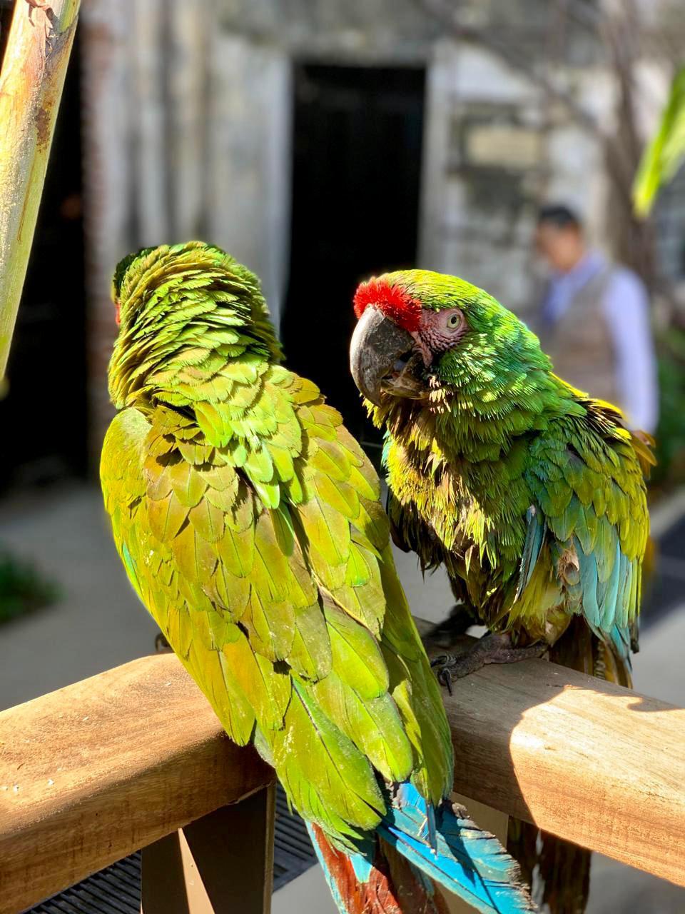 Alistan santuario de aves en Mazatlán Sinaloa - Prensa Animal
