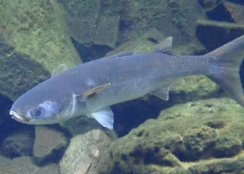 Veda temporal de lisa y liseta en el Golfo de México - Prensa Animal