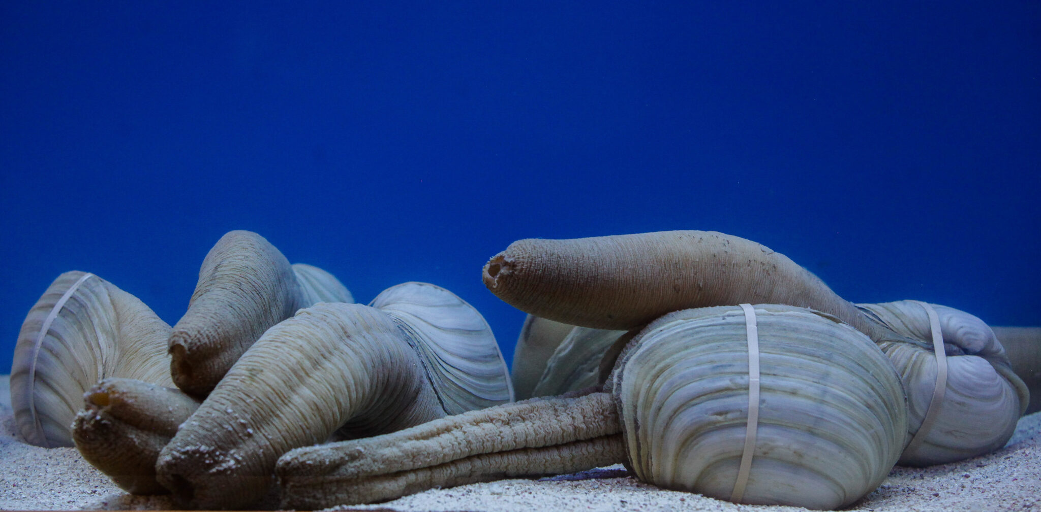 Inicia veda temporal de almeja chocolata en Sinaloa - Prensa Animal