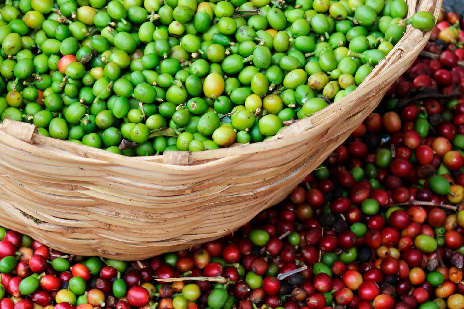 Desarrollan acciones fitosanitarias en cafetales - Prensa Animal