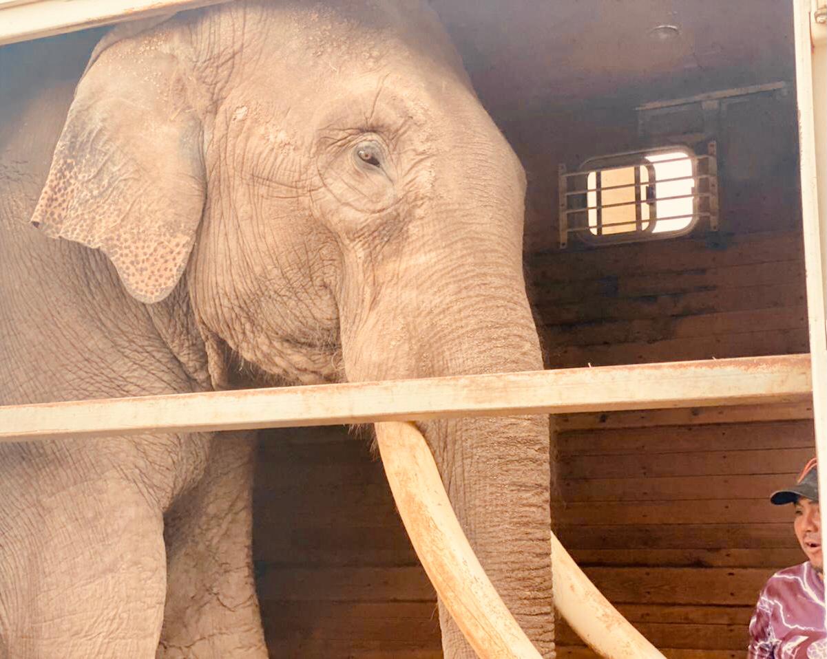 El elefante Big Boy comienza una nueva vida en Culiacán - Prensa Animal
