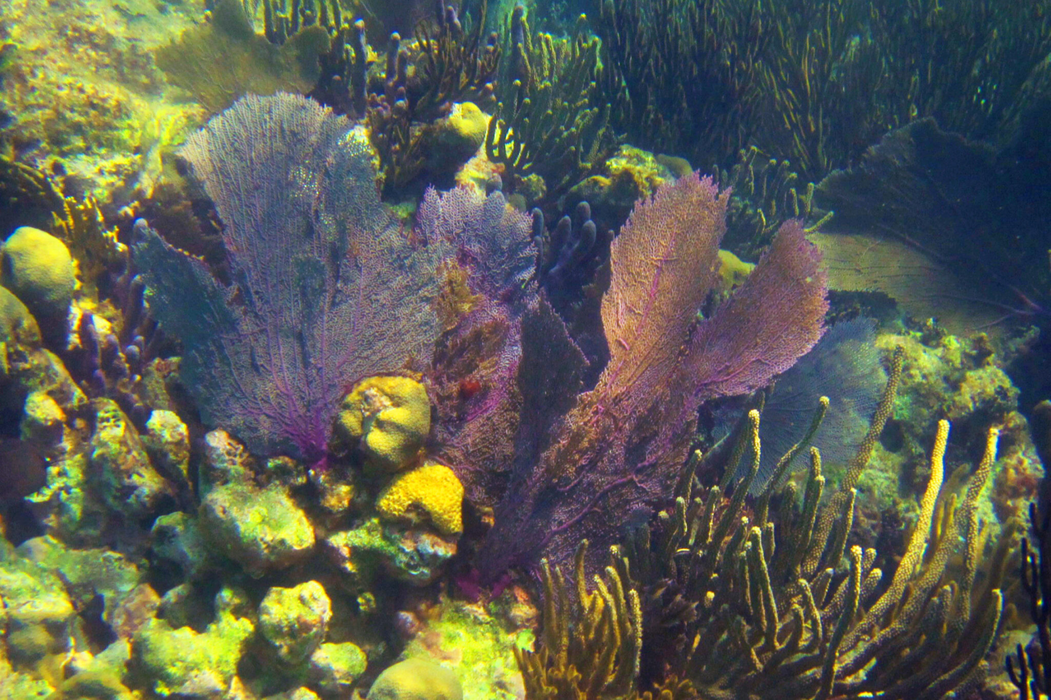 Los mares: clave y solución para la vida en el planeta - Prensa Animal