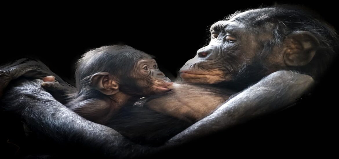 Grandes simios de África migrarían a las montañas - Prensa Animal
