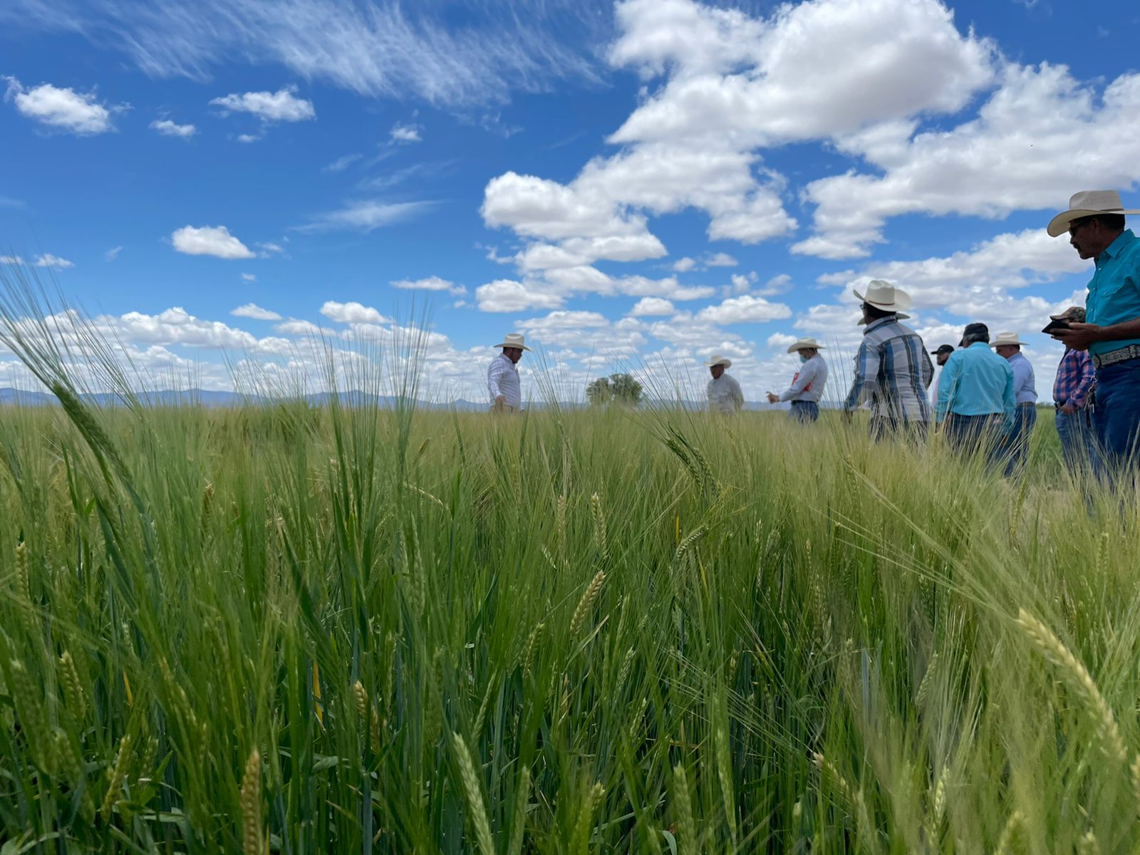 Biofertilizante aumenta en 55% utilidad en cebada - Prensa Animal