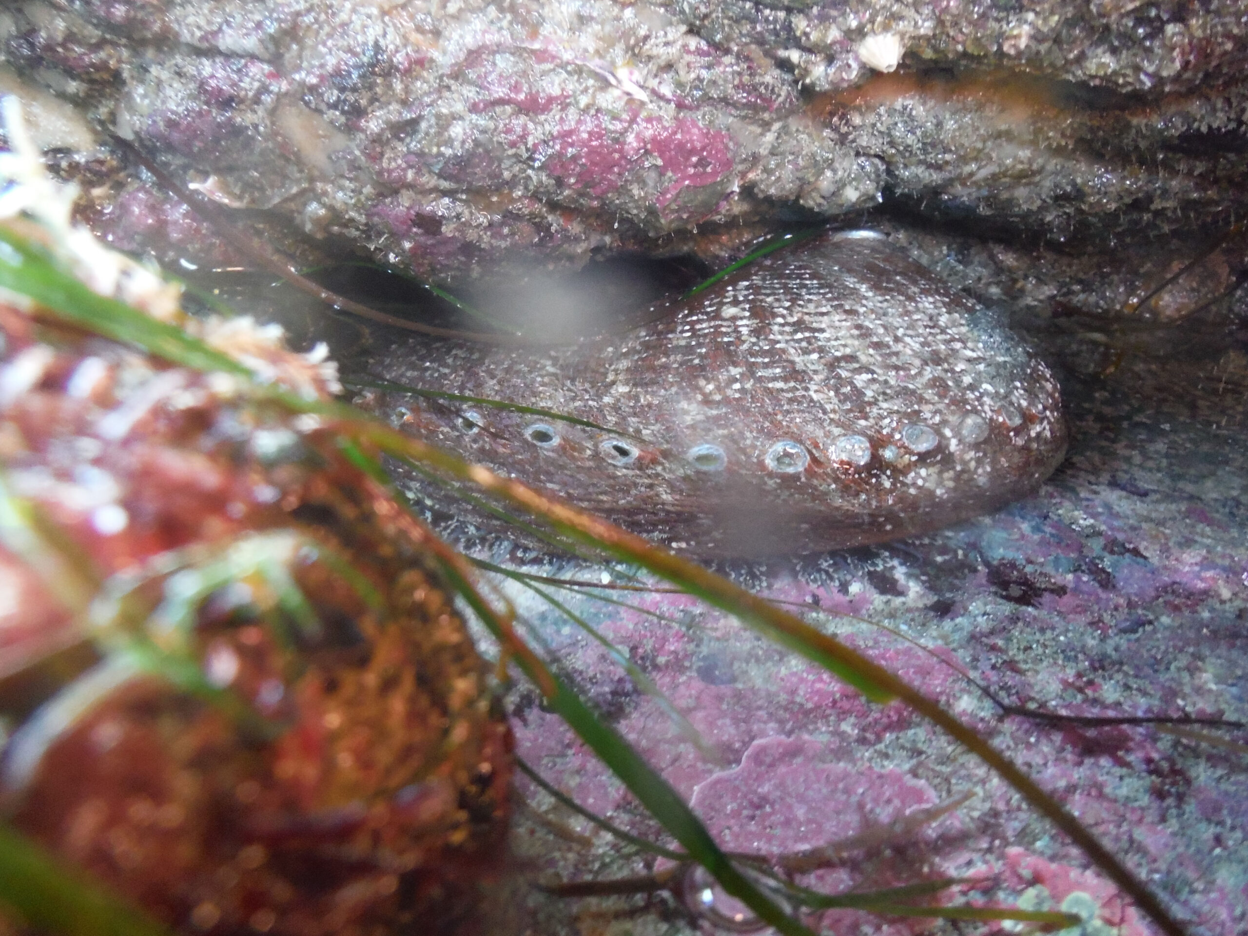 Inicia temporada de captura de abulón en Baja California - Prensa Animal