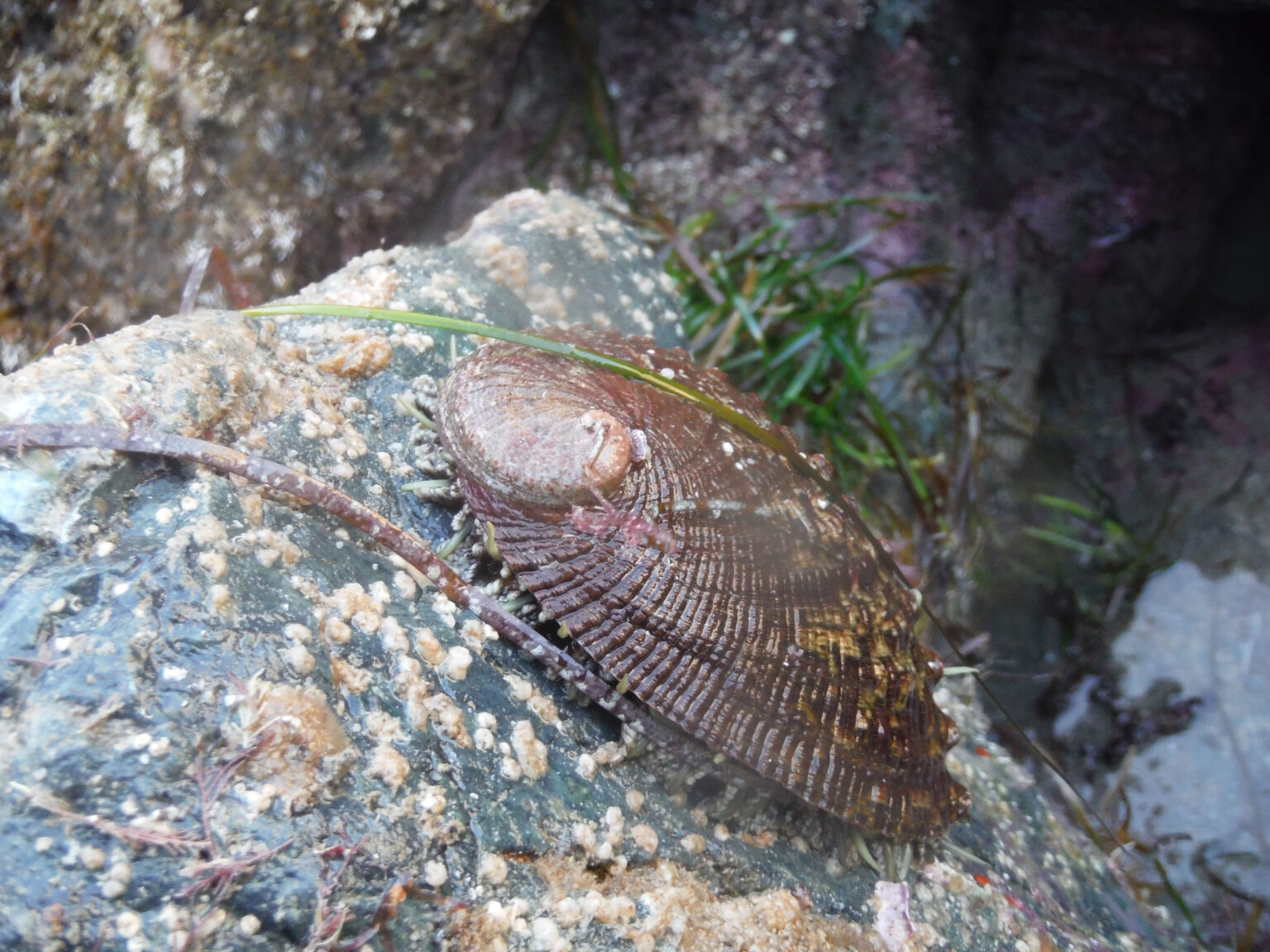 Inicia temporada de captura de abulón en Baja California - Prensa Animal
