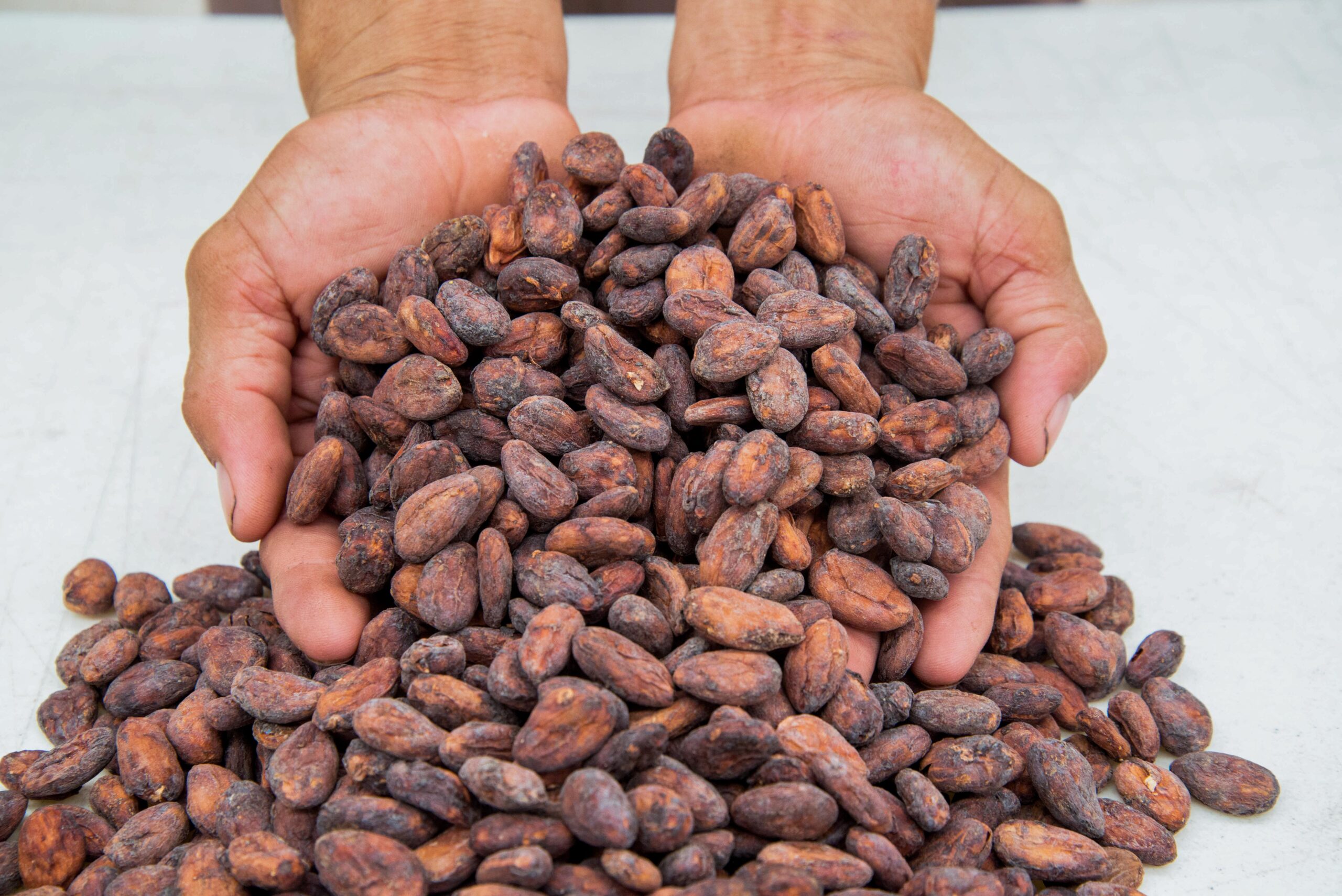 Invierten en el desarrollo de productores de cacao - Prensa Animal