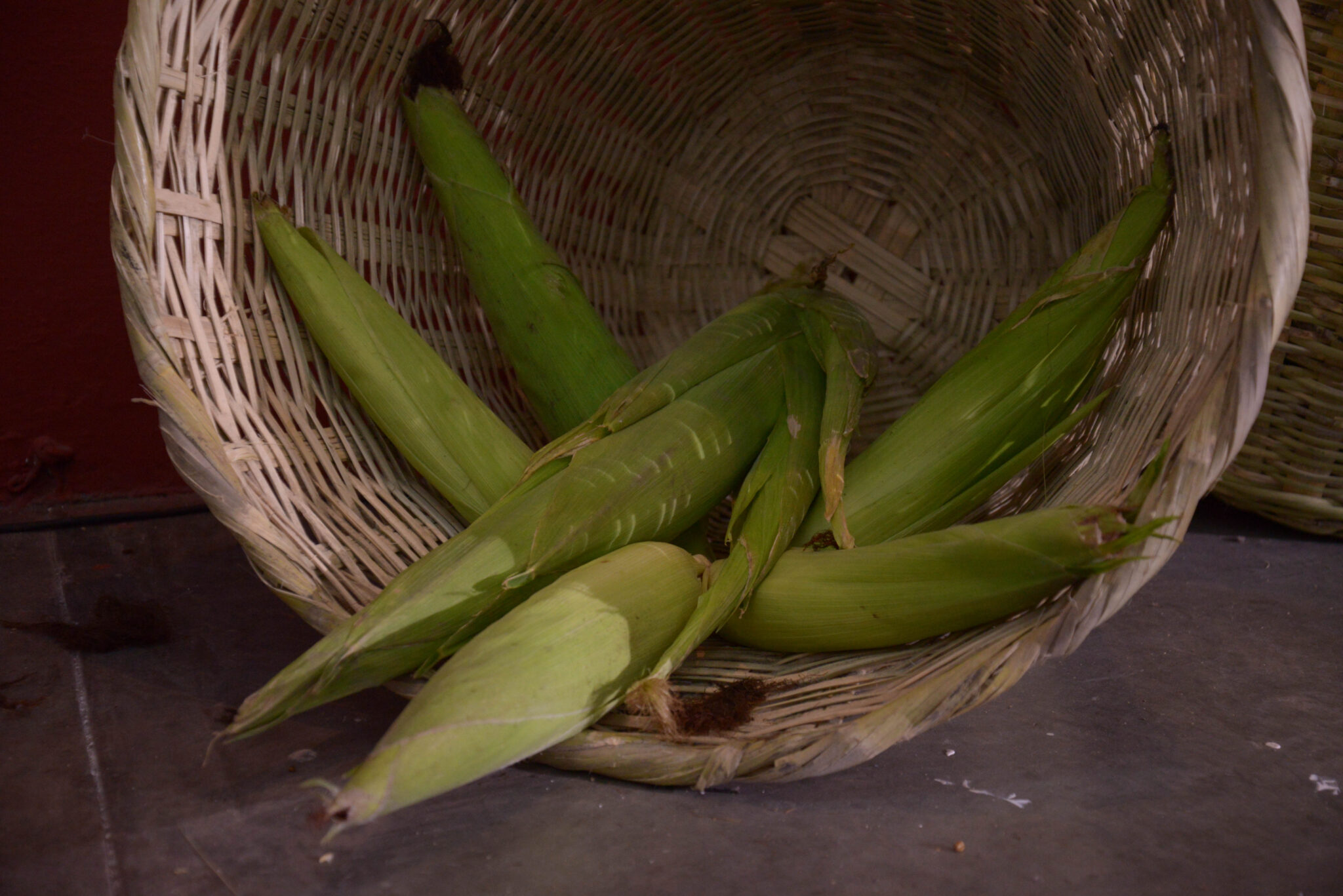 Realizan Concurso del Elote más Grande del Mundo - Prensa Animal