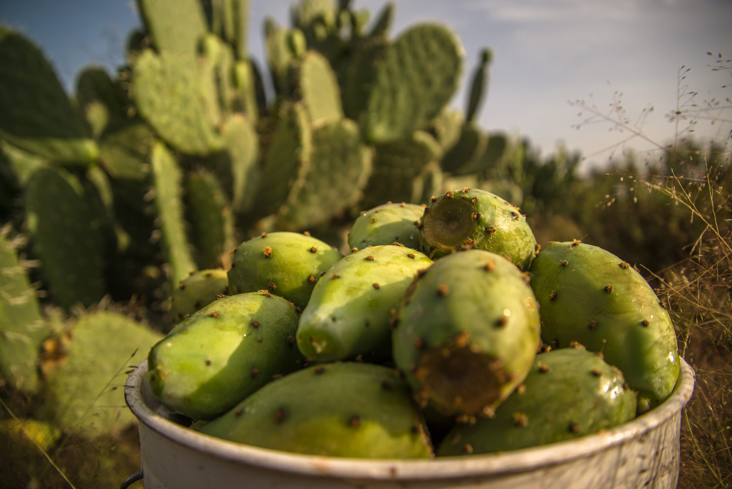 Crece producción de tuna un fruto para consumir frío - Prensa Animal