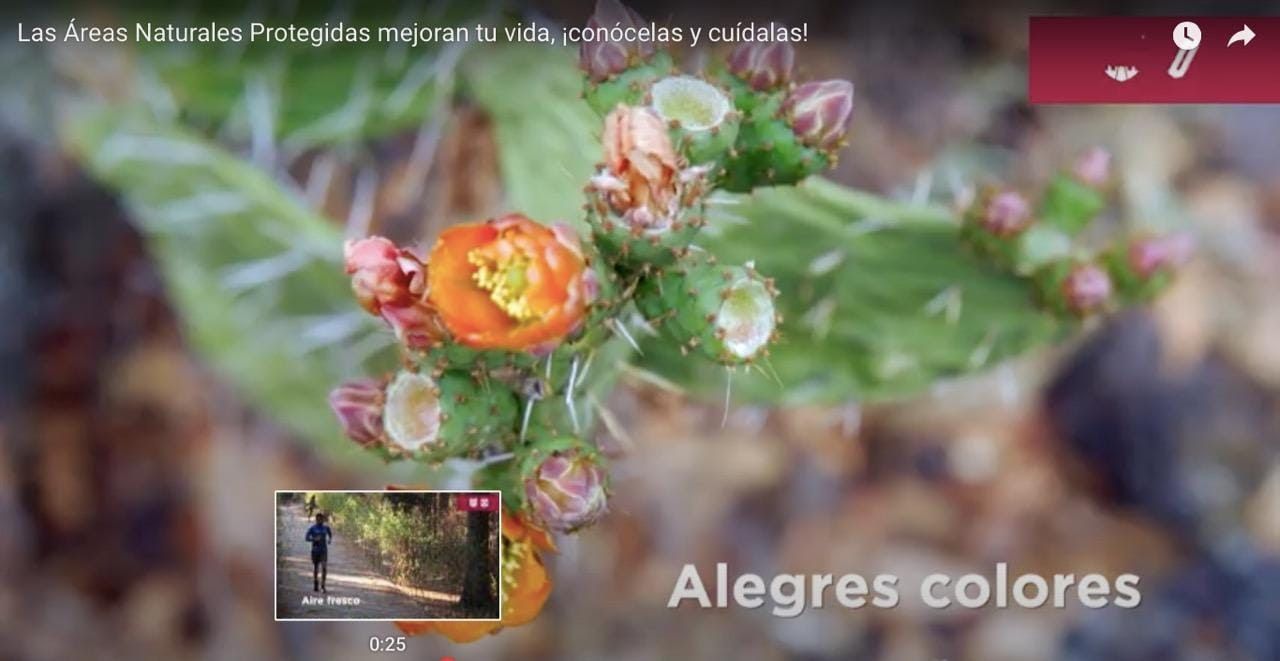 Promueven conciencia ambiental con videos de ANP - Prensa Animal