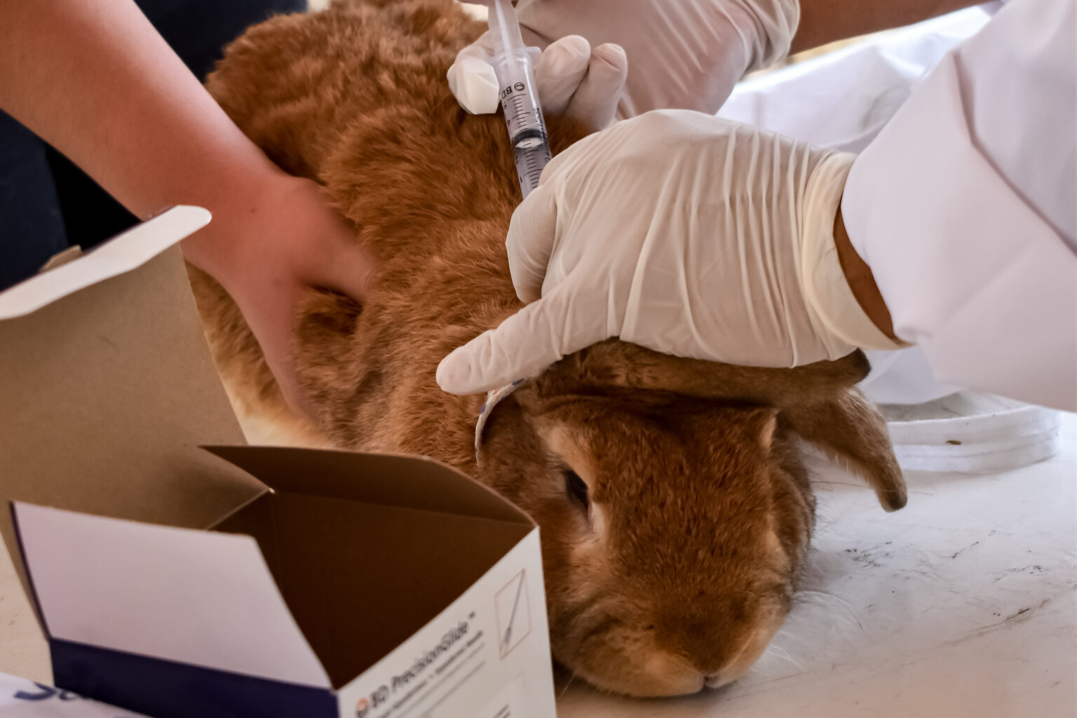 Concluye emergencia por enfermedad viral de los conejos - Prensa Animal