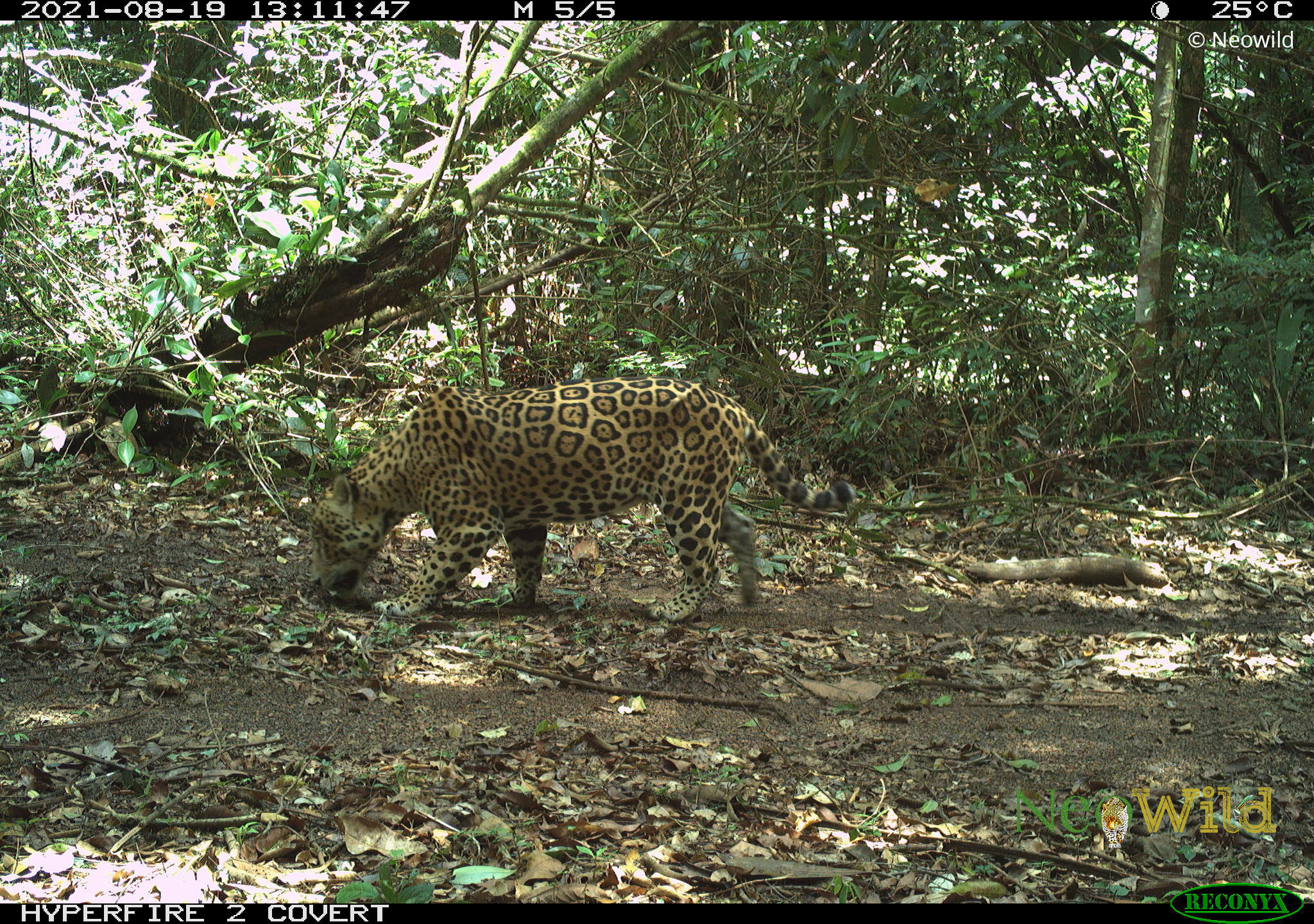 Promueve WWF la coexistencia humano-jaguar - Prensa Animal