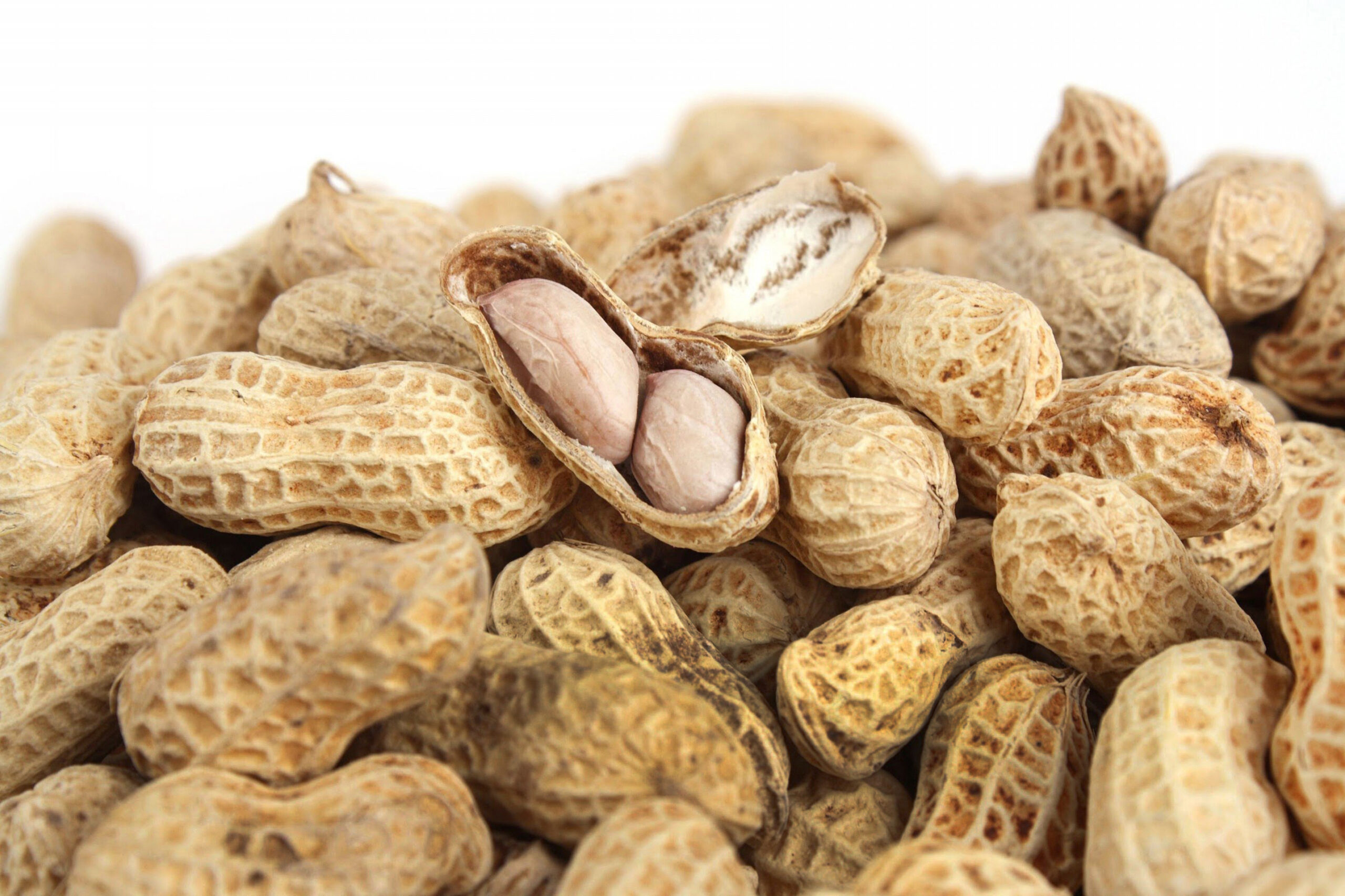 Producción de cacahuate superará las 100 mil toneladas - Prensa Animal