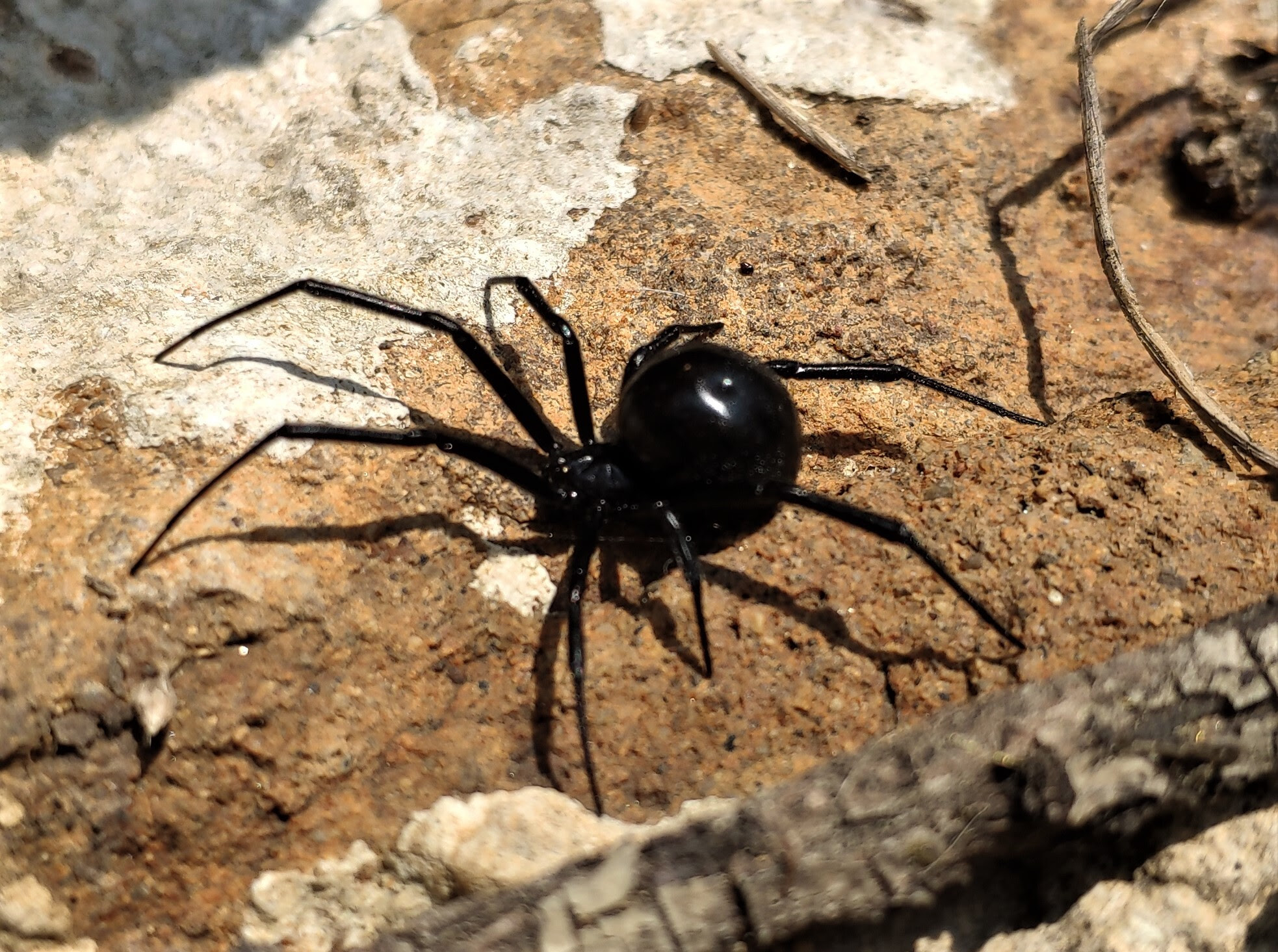 Identifican más de mil 400 especies en ANP de CDMX - Prensa Animal