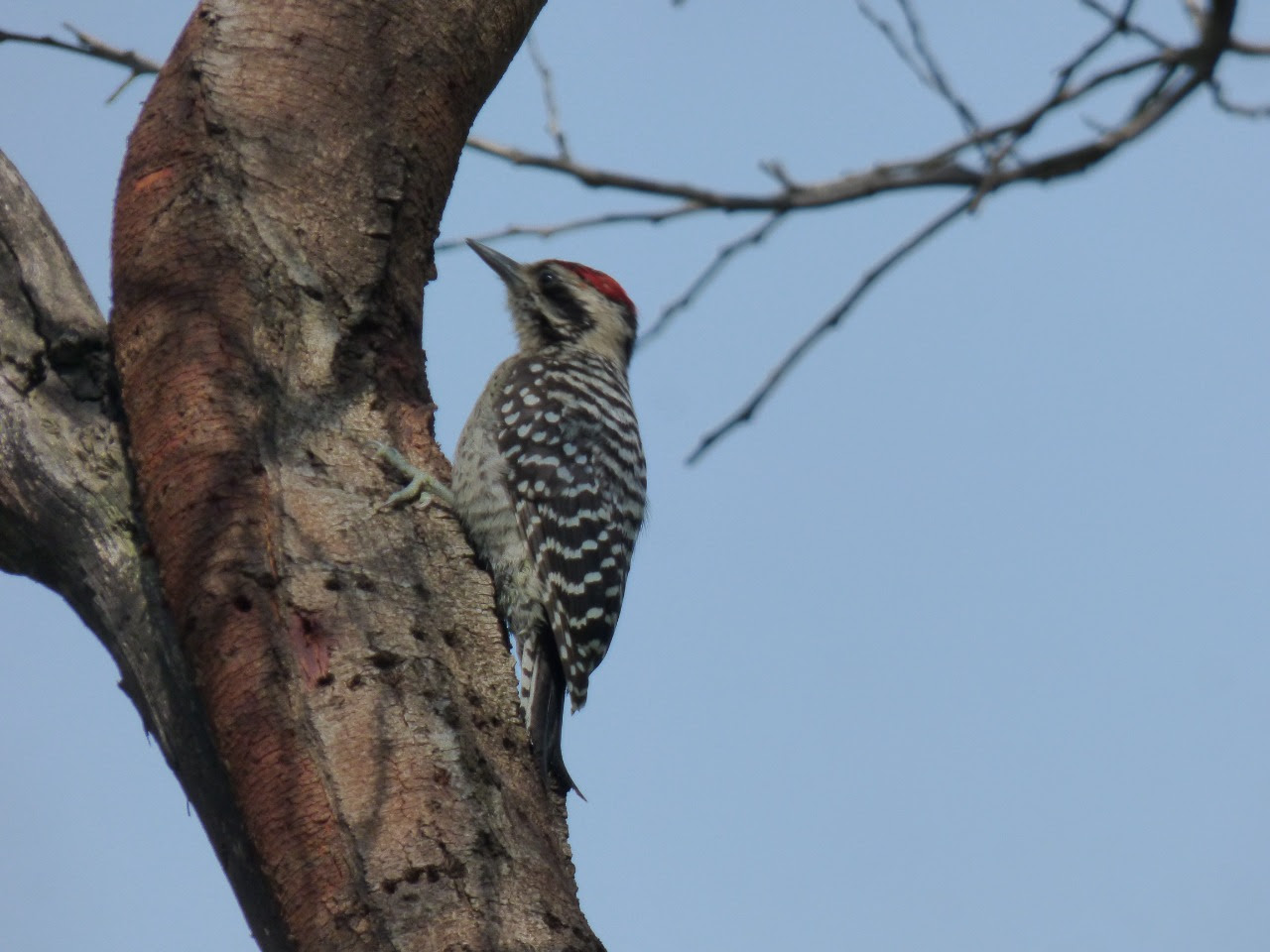 Identifican más de mil 400 especies en ANP de CDMX - Prensa Animal