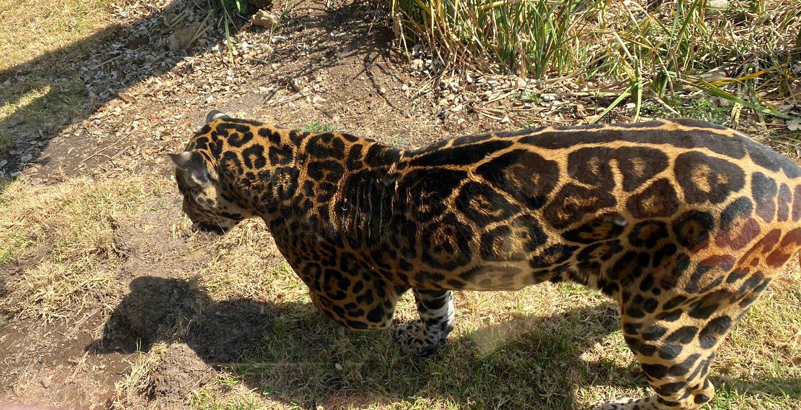 Inauguran Santuario Jaguar para salvar a esta especie - Prensa Animal