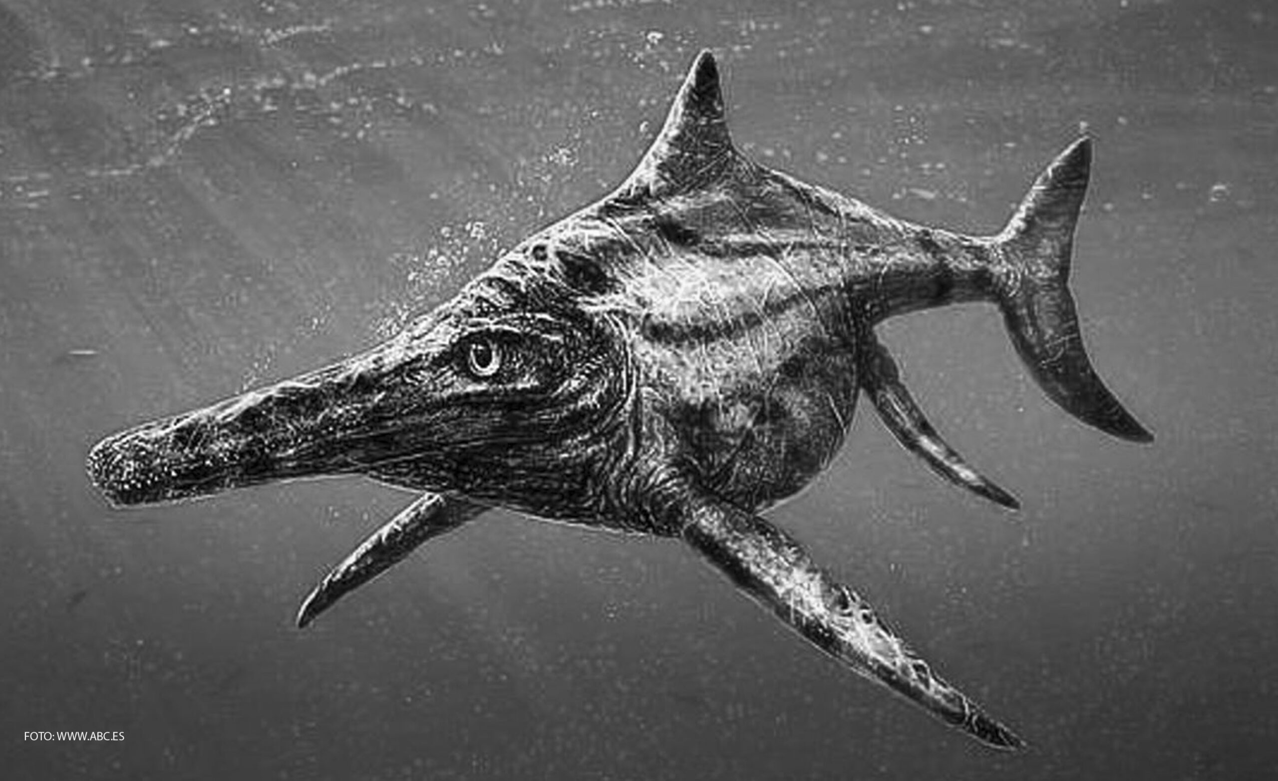 Ictiosaurio encontrado dará nueva información - Prensa Animal