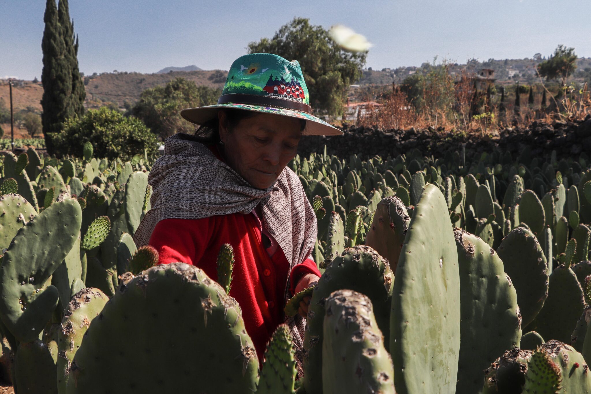 Inician establecimiento de viveros de nopal forrajero - Prensa Animal