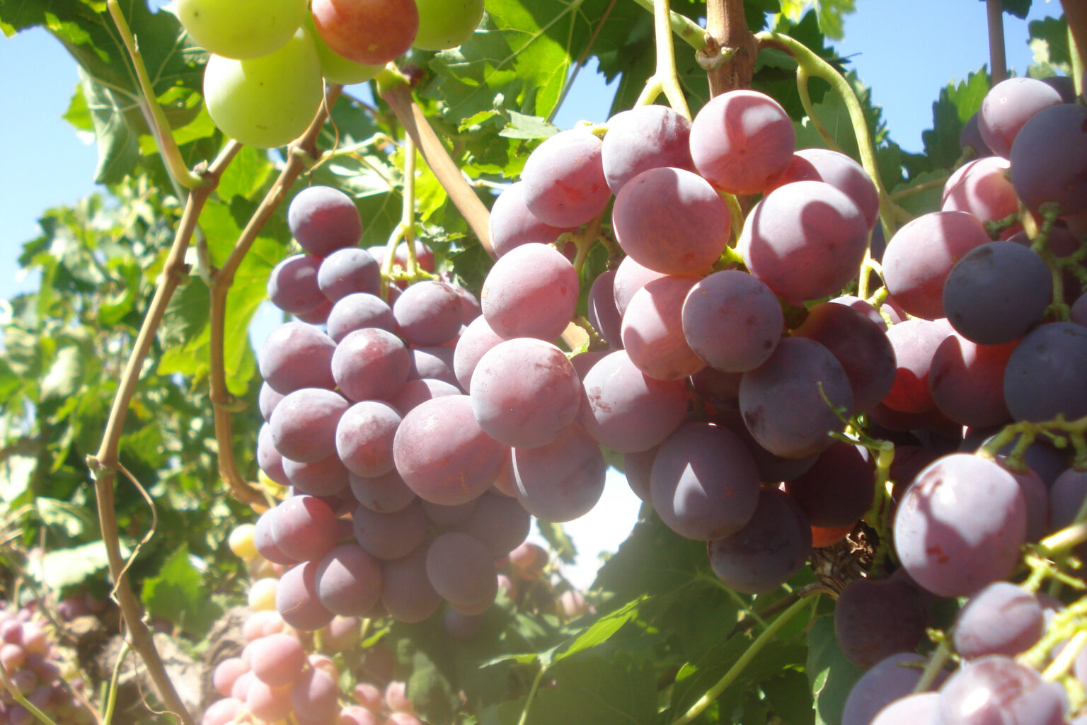 Qué le sucede a tu cuerpo cuando comes uvas - Prensa Animal