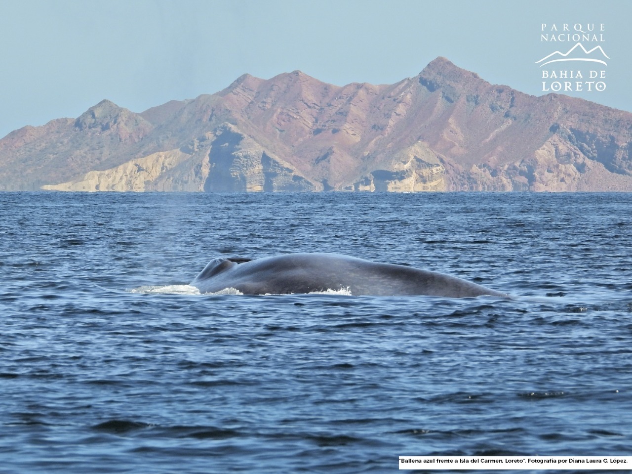 Llegan los primeros ejemplares de ballena azul - Prensa Animal