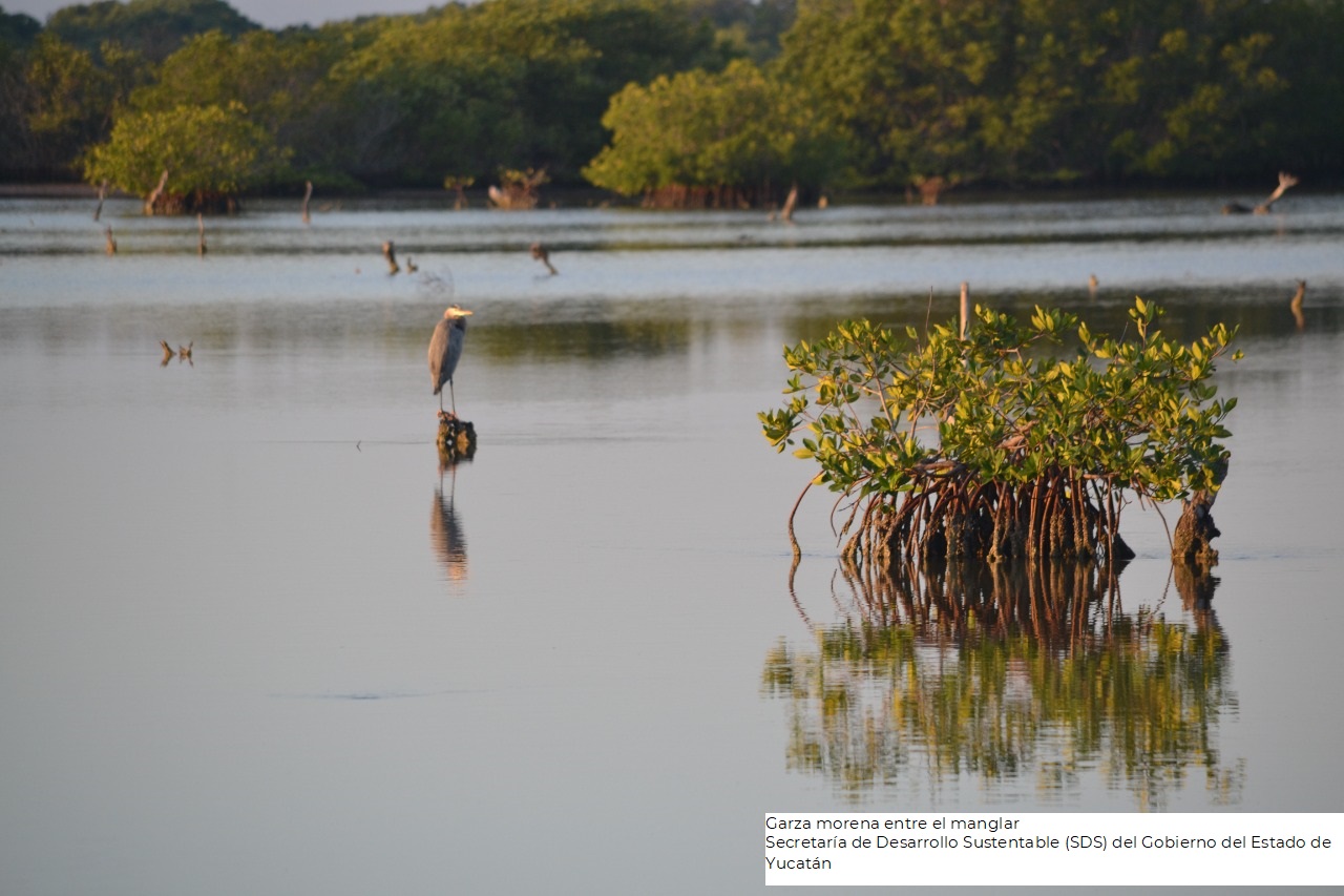 Designan nuevo Sitio Ramsar en Costa Norte de Yucatán - Prensa Animal