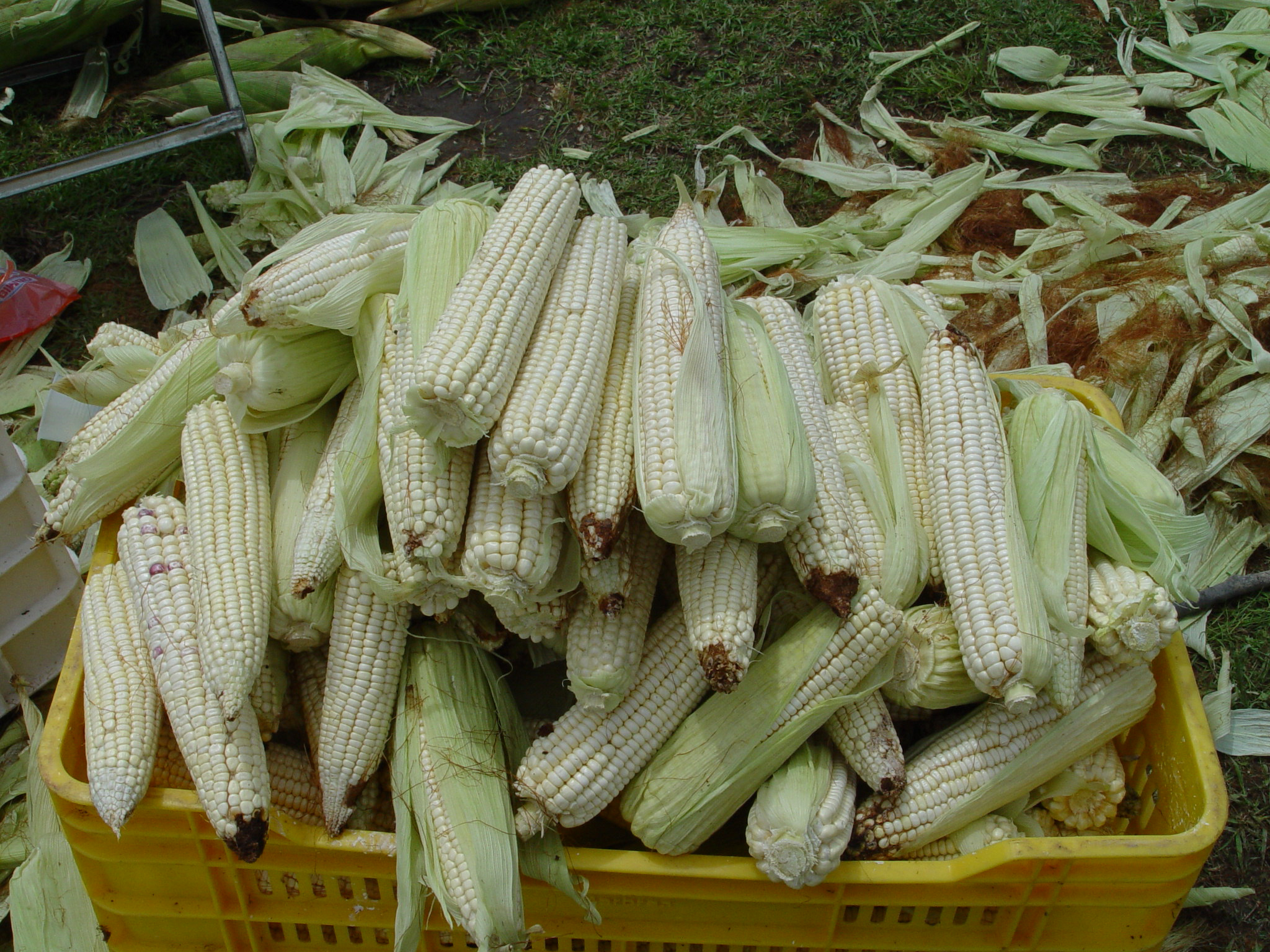 Programas elevan producción de granos básicos - Prensa Animal