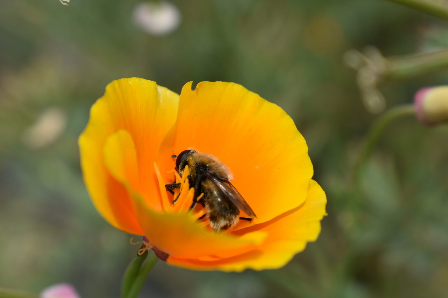 Día Mundial de las Abejas: Salvarlas es salvar al planeta - Prensa Animal