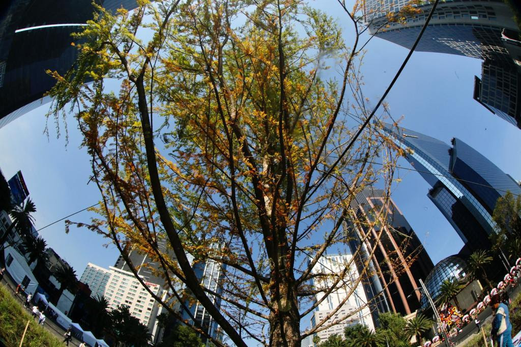 Siembran el ahuehuete sobre Paseo de la Reforma - Prensa Animal