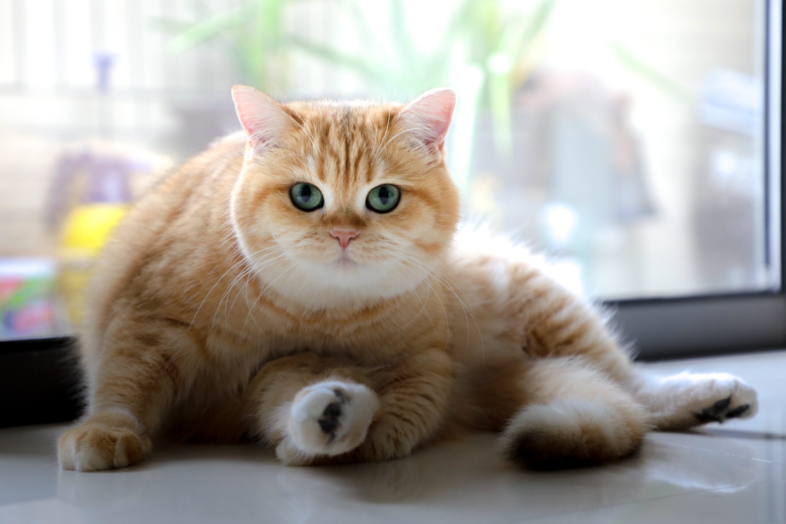 Lo que debes saber del embarazo gatuno - Prensa Animal