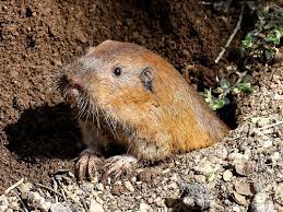 Piden salvaguardar a la tuza bioculturalmente - Prensa Animal