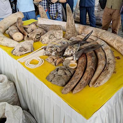 Incautan marfil y animales silvestres en Malasia - Prensa Animal