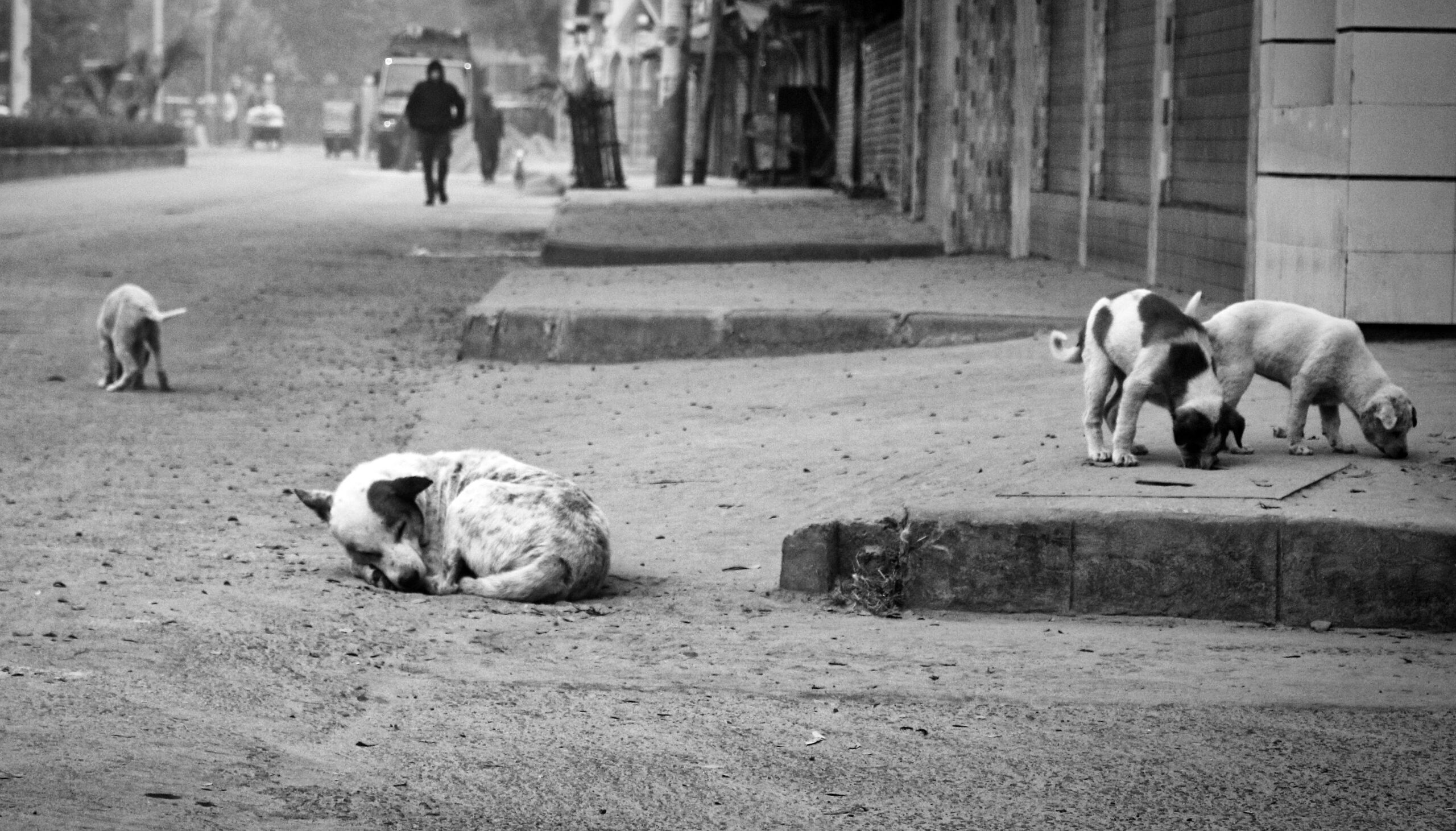 Tutela responsable para ayudar a animales de la calle - Prensa Animal