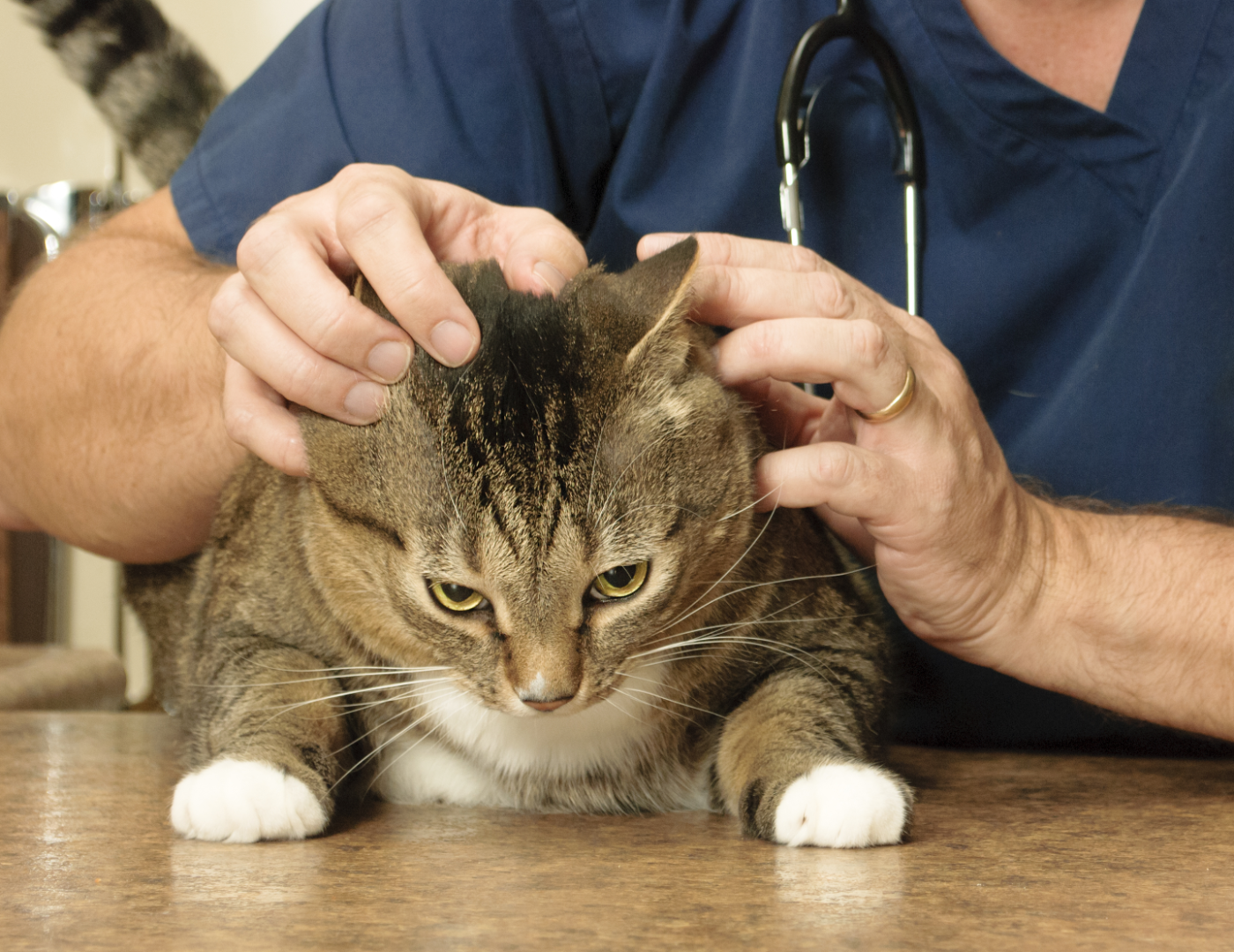 ¿Estrés en tu gato? Consejos básicos para identificarlo - Prensa Animal