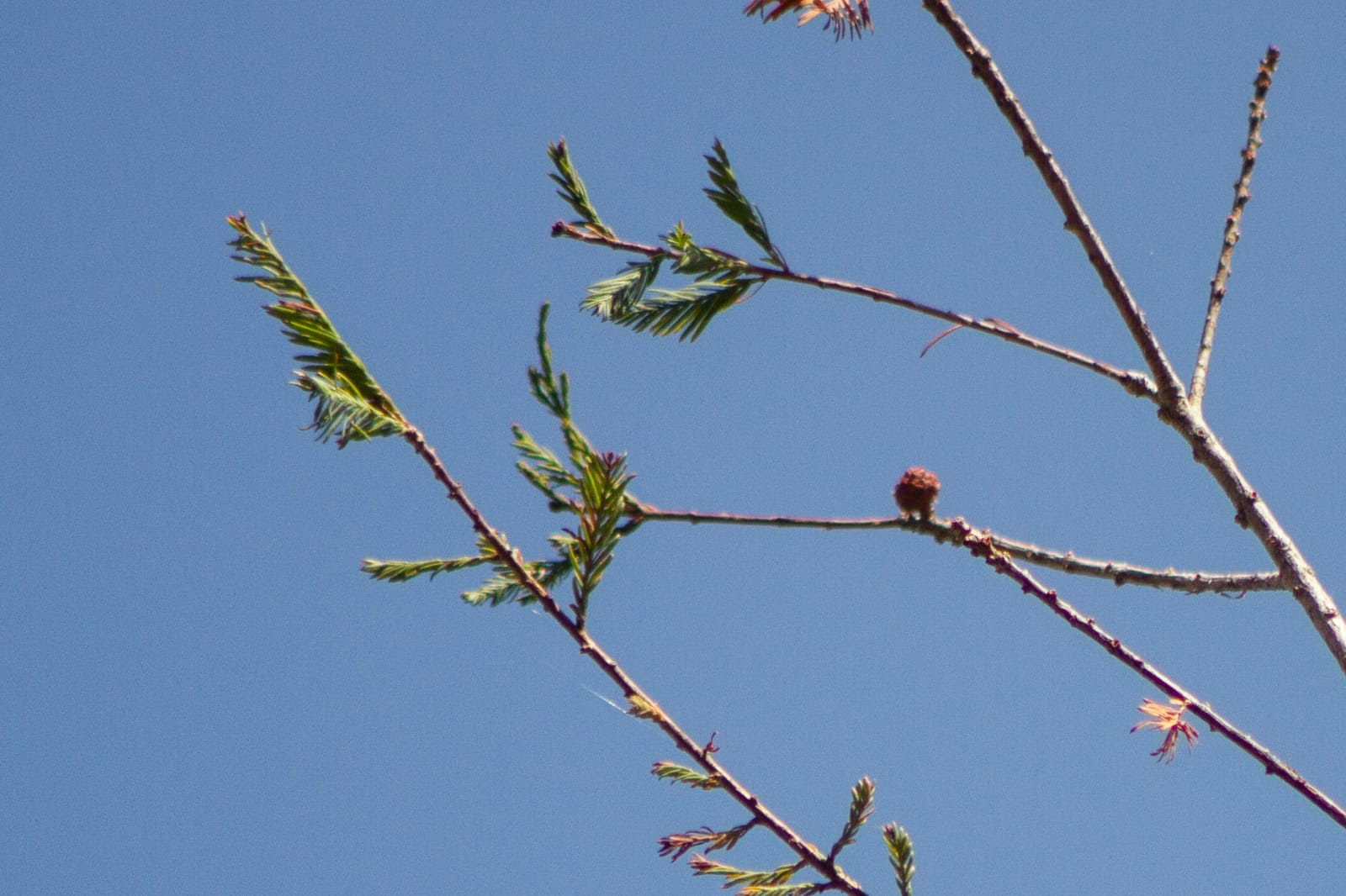 Se fortalecen raíces de ahuehuete plantado en Reforma - Prensa Animal