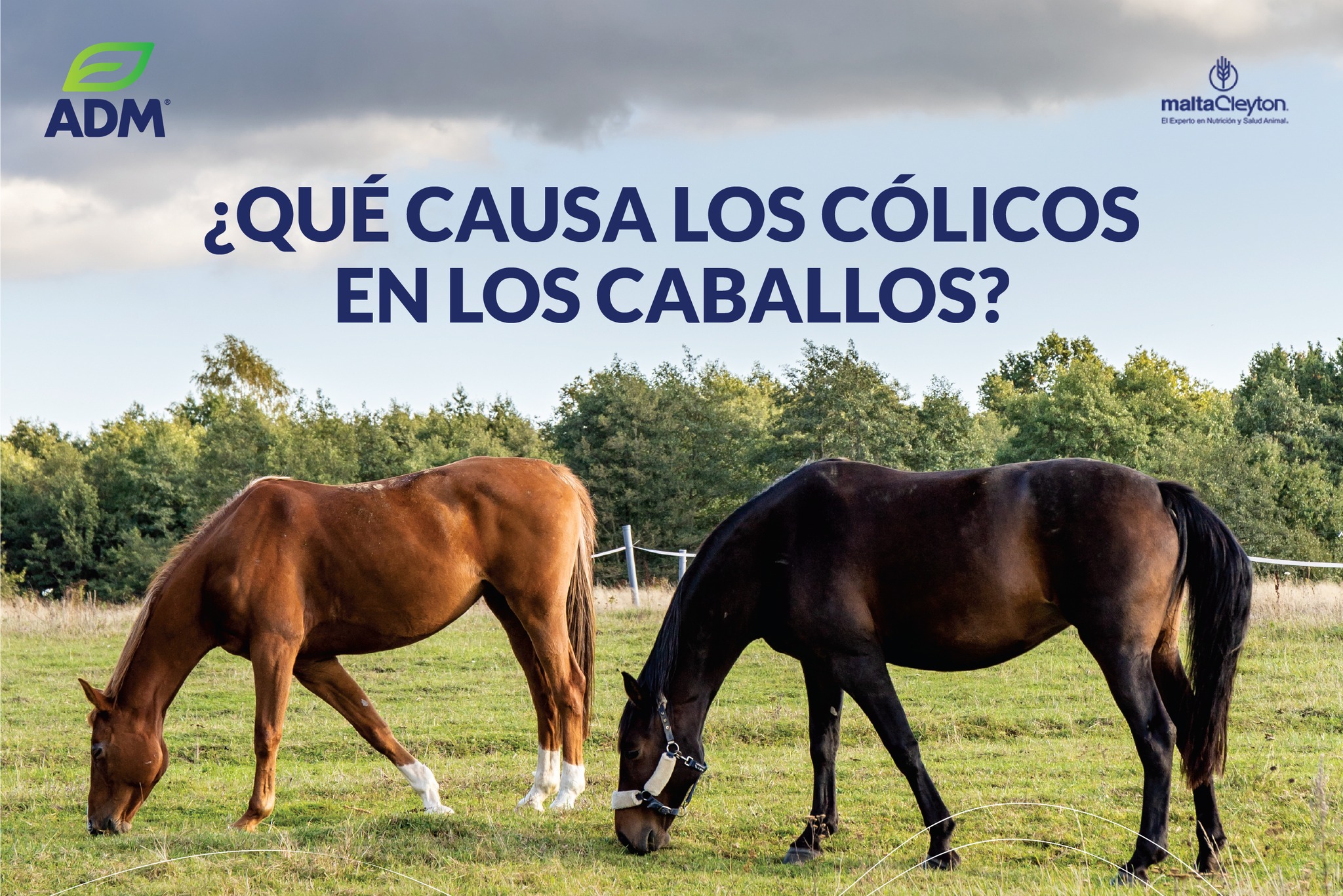 ¿Cólico en los caballos? Cómo prevenirlos - Prensa Animal