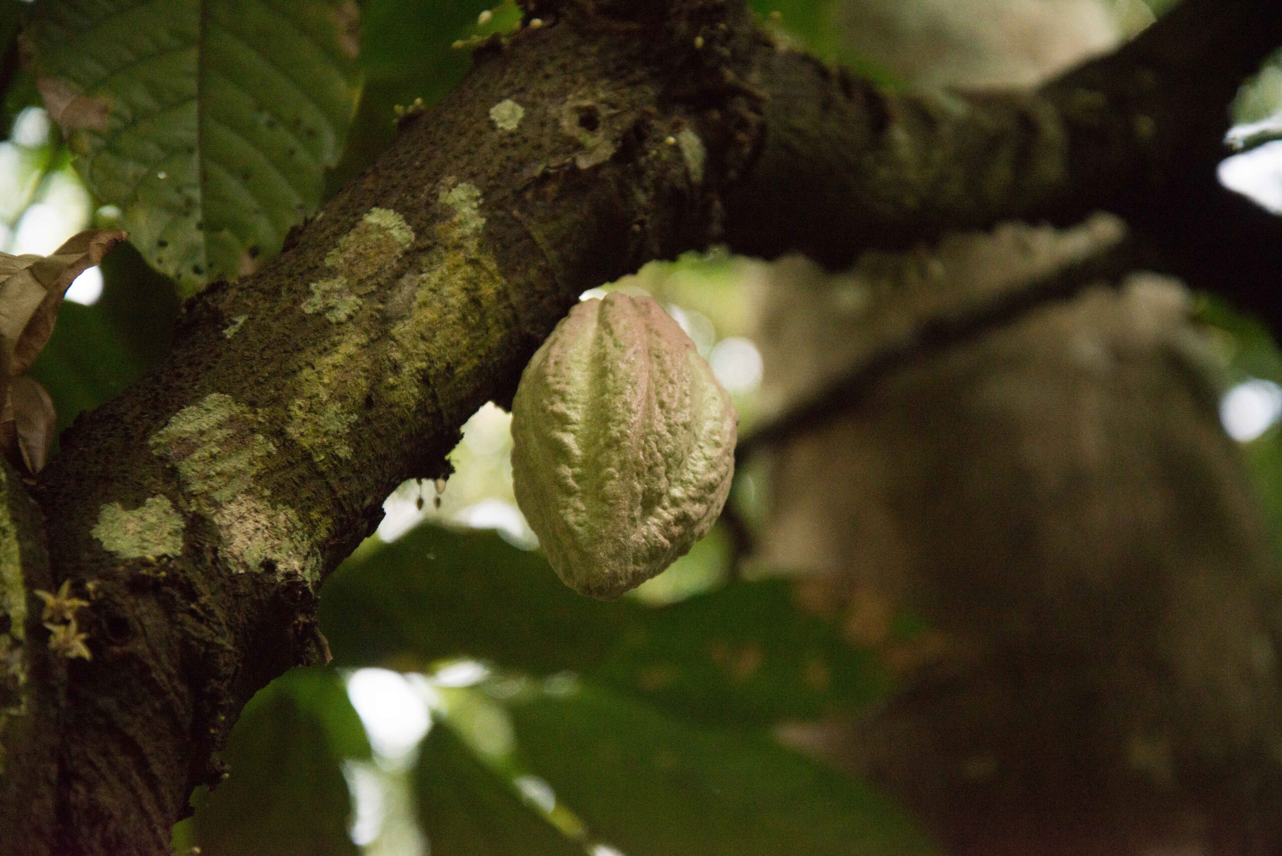 Día Nacional del Cacao y el Chocolate en varios estados - Prensa Animal