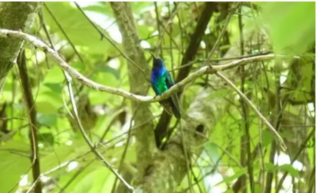 Raro colibrí visto en Colombia después de 10 años - Prensa Animal