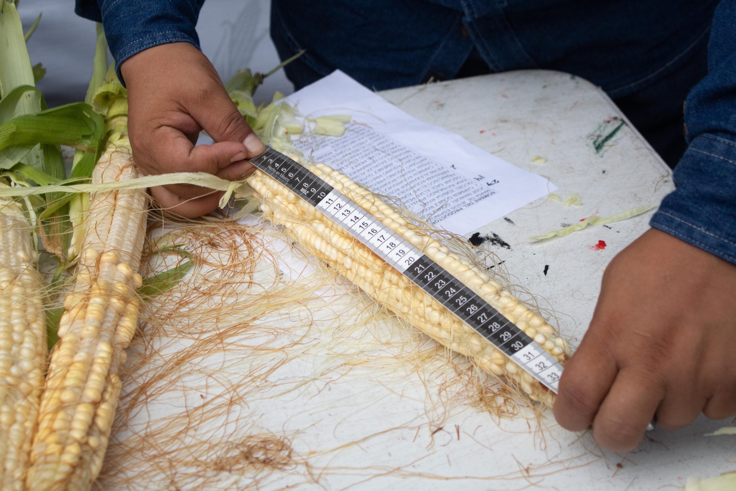 Realizan edición del Elote más Grande del Mundo - Prensa Animal