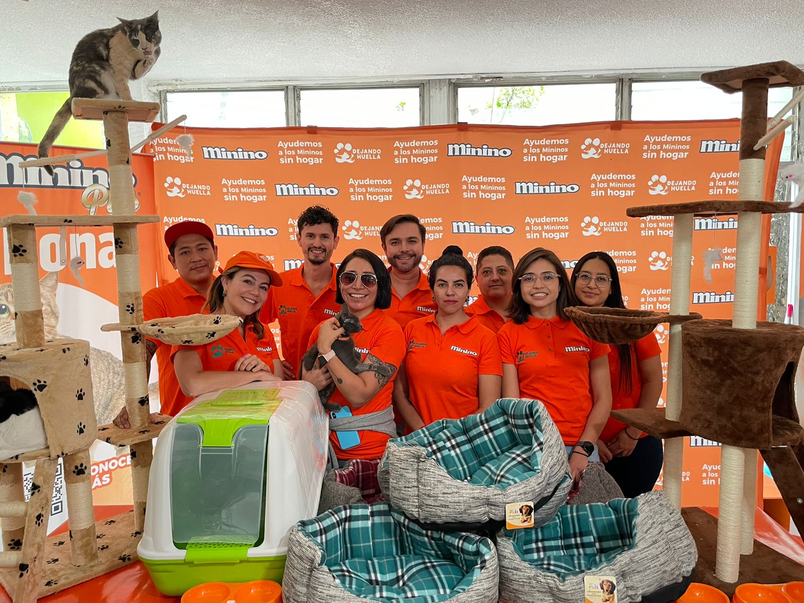 Conviértete en un héroe minino y celebra El Día del Gato - Prensa Animal