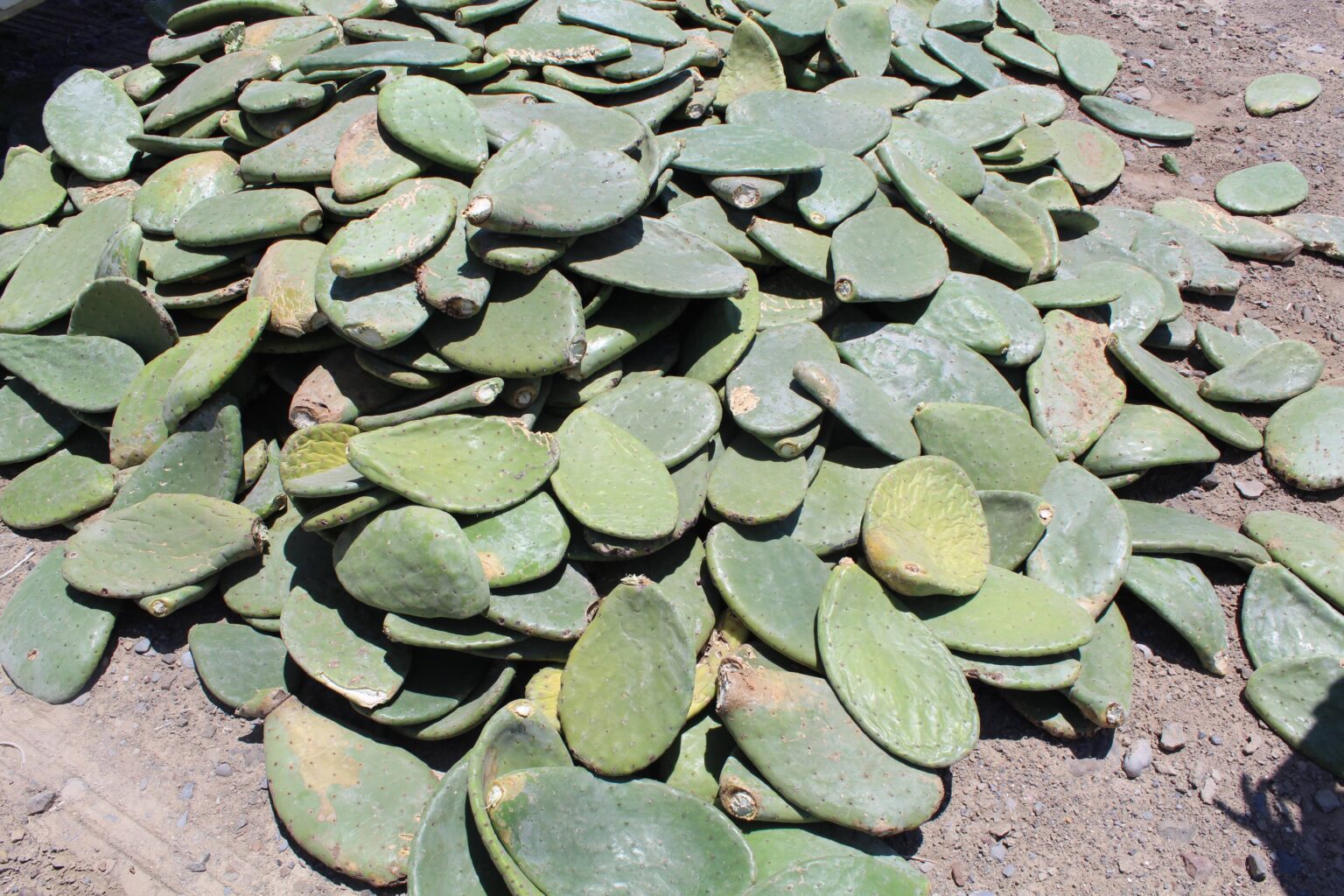 Establecerán viveros de nopal forrajero - Prensa Animal