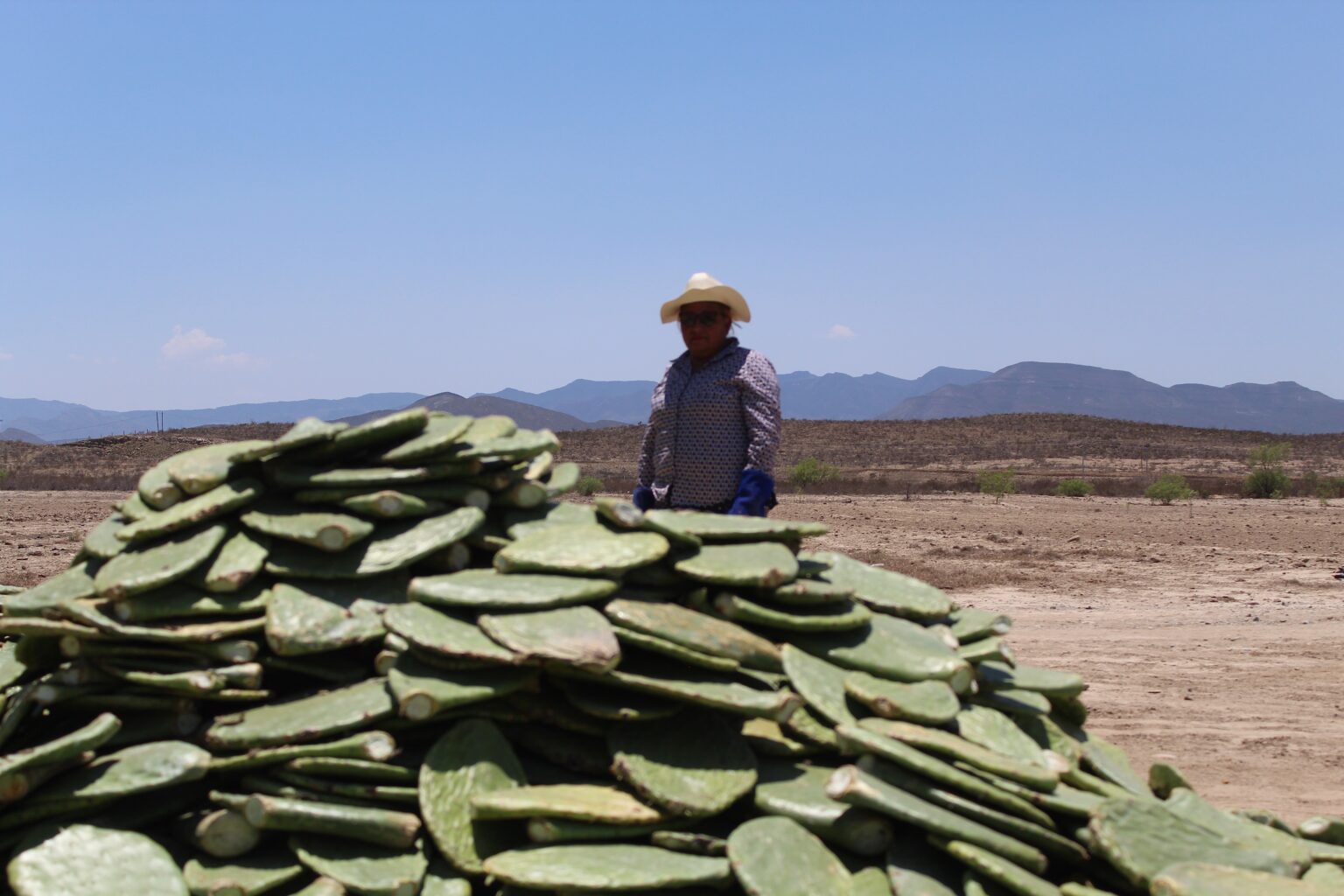 Establecerán viveros de nopal forrajero - Prensa Animal